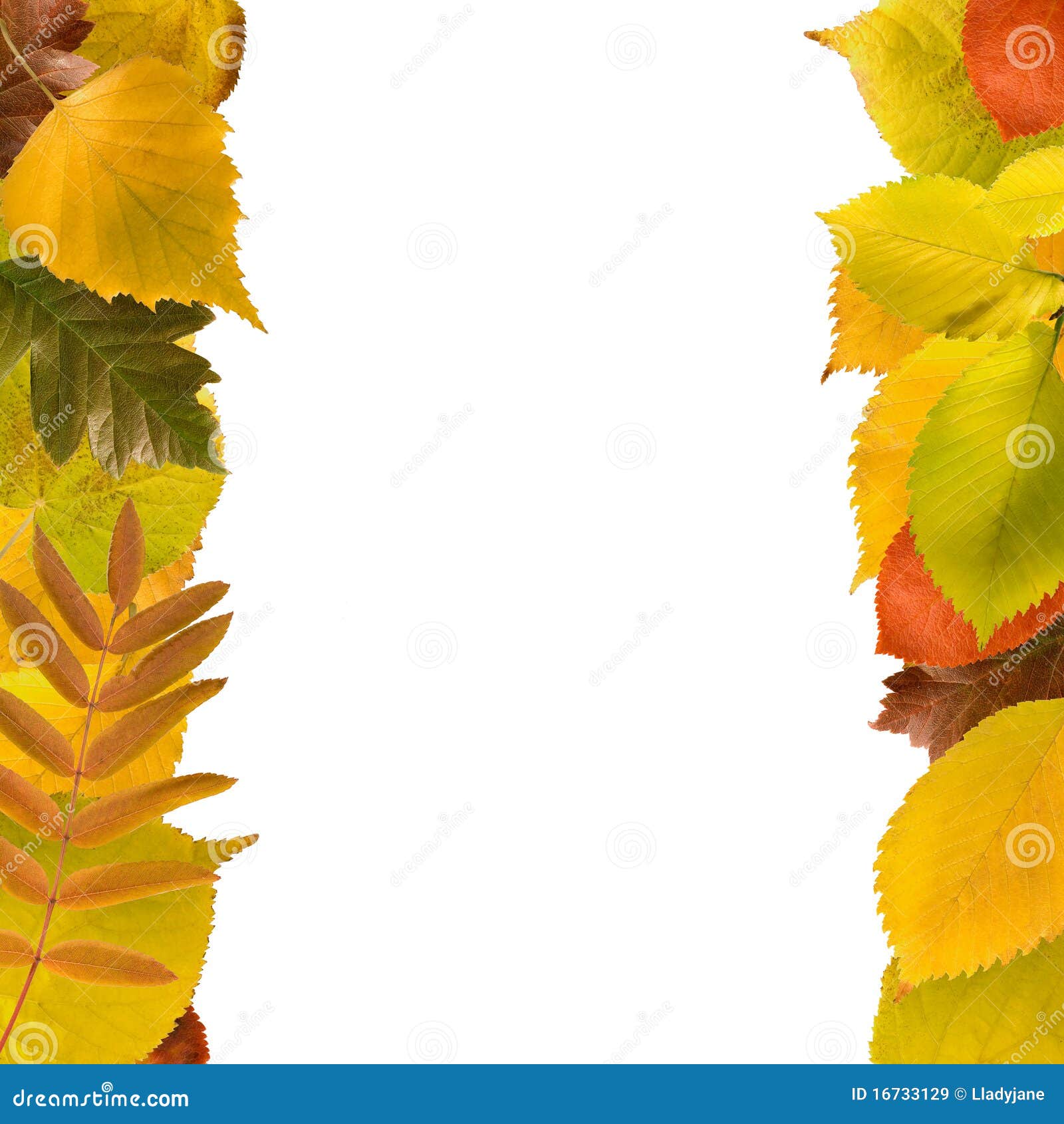 Two Columns of Different Fall Leaves Stock Image - Image of orange ...