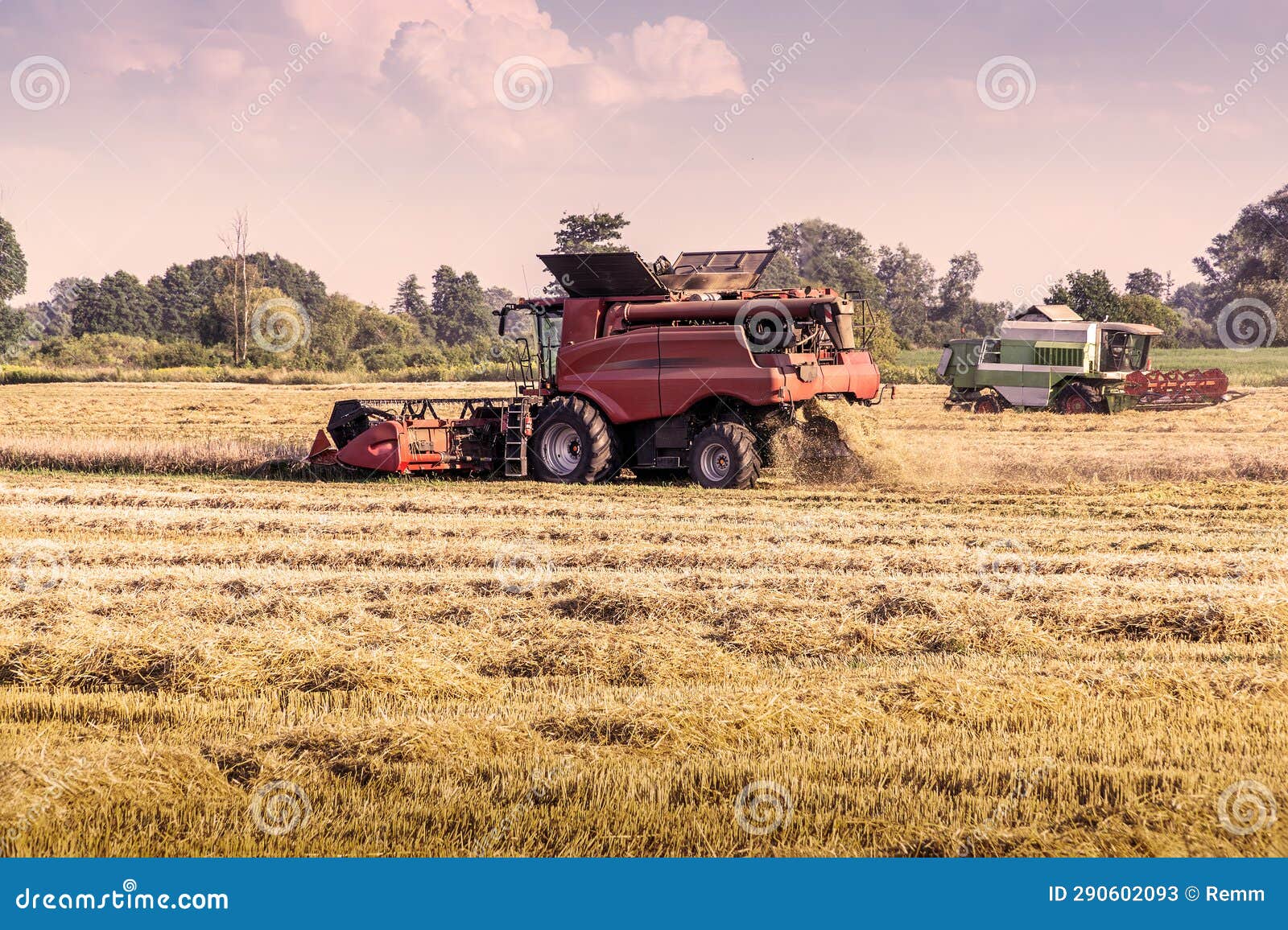 Two Combine Harvesters Mow Grain Plants in the Field Stock Image ...