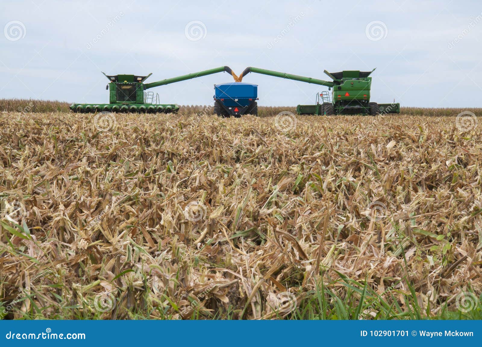 Field corn harvest stock image. Image of autumn, cultivation - 102901701