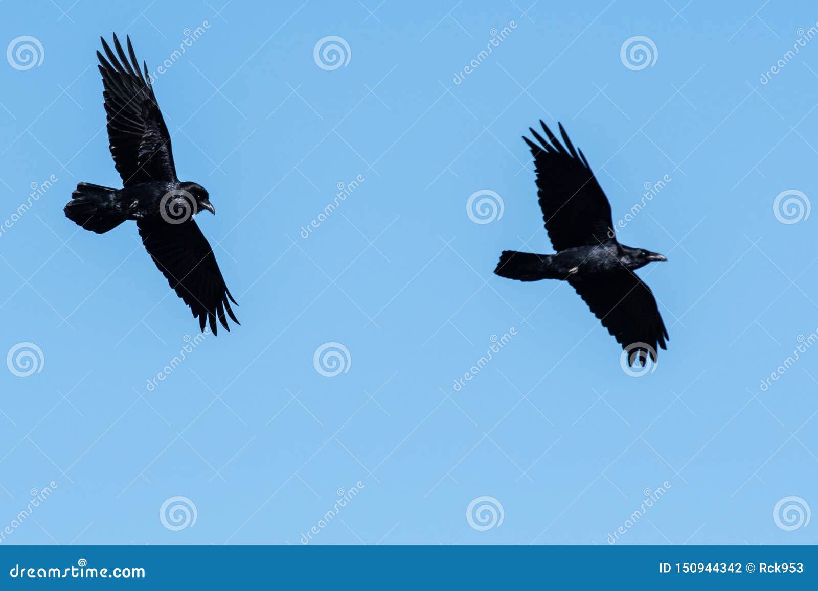 Two Common Black Ravens Flying in a Blue Sky Stock Photo - Image of ...