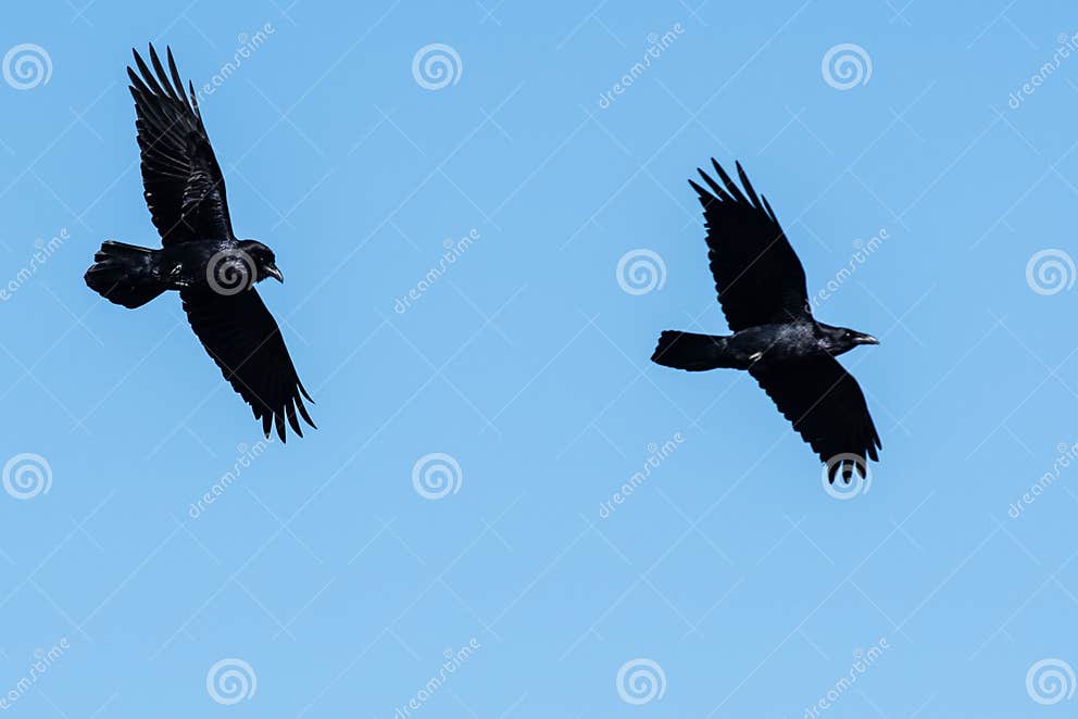 Two Common Black Ravens Flying in a Blue Sky Stock Photo - Image of ...
