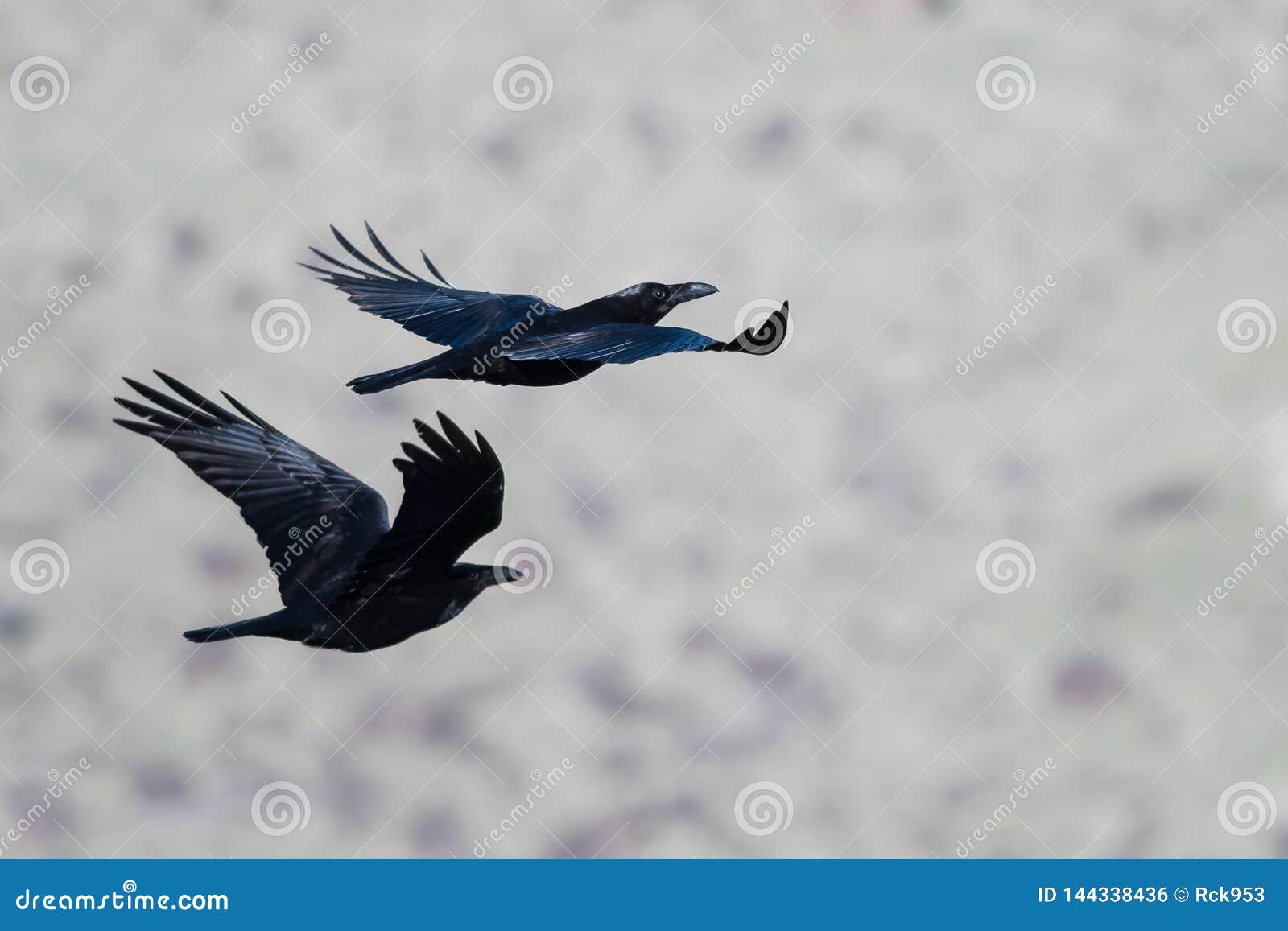 Two Common Black Ravens Flying Over the Canyon Floor Stock Photo ...