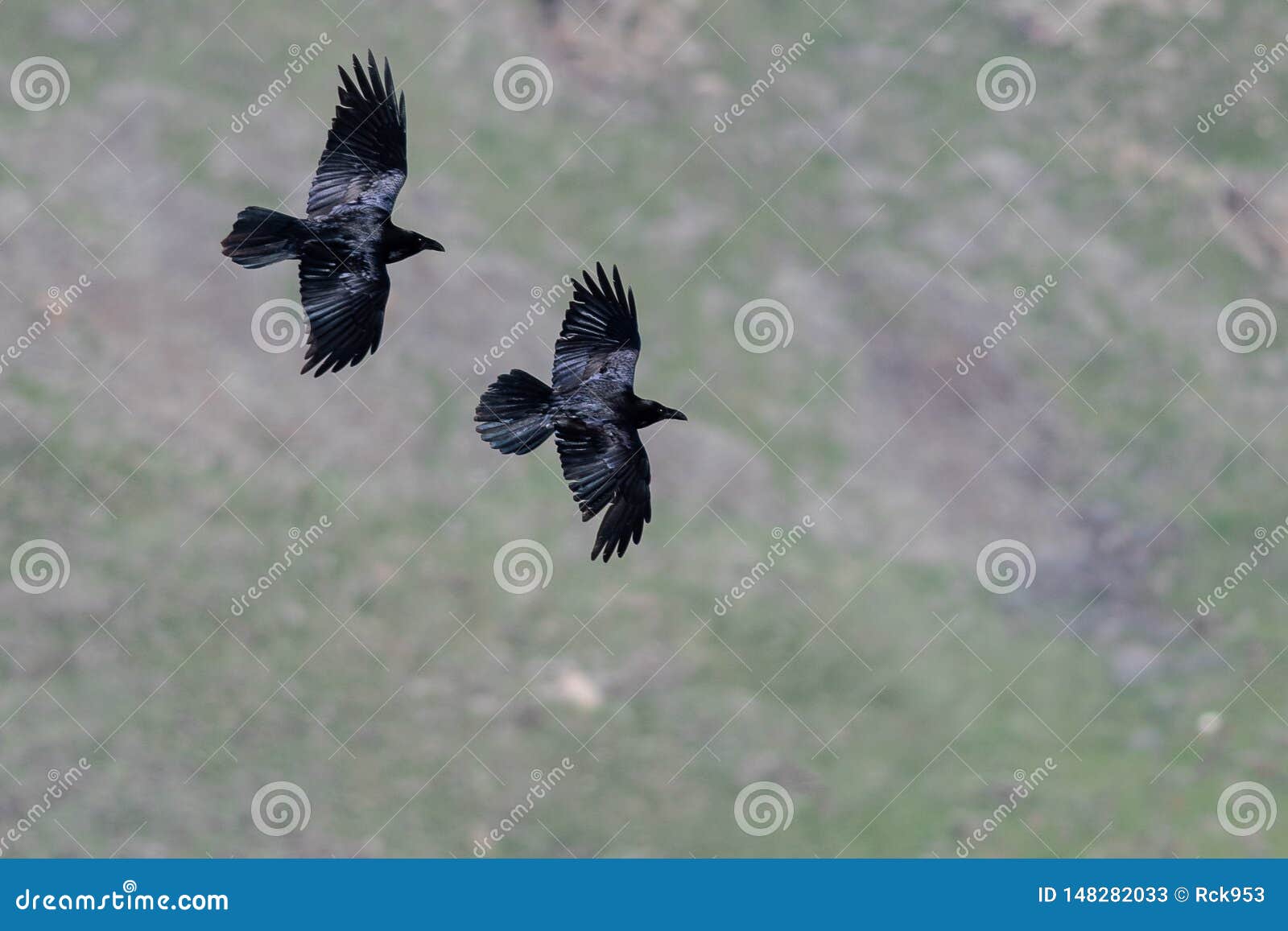 Two Common Black Ravens Flying Over the Canyon Floor Stock Image ...