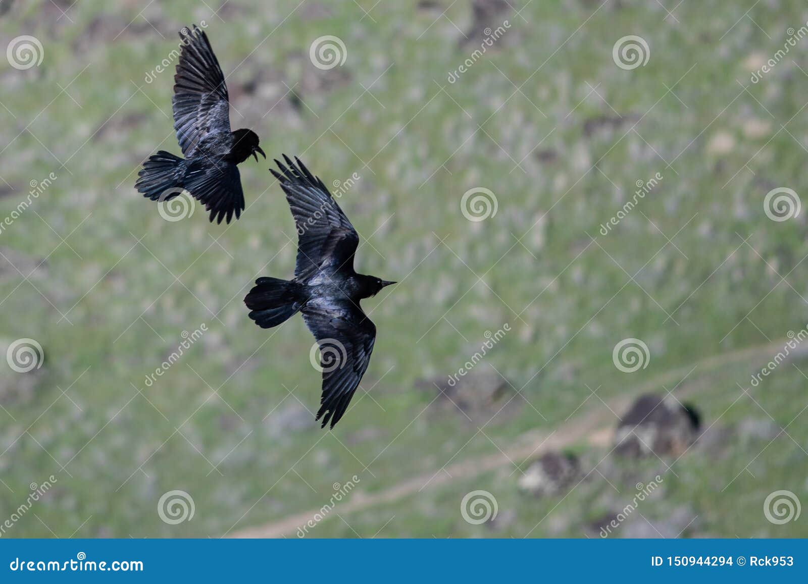 Two Common Black Ravens Flying Over the Canyon Floor Stock Photo ...