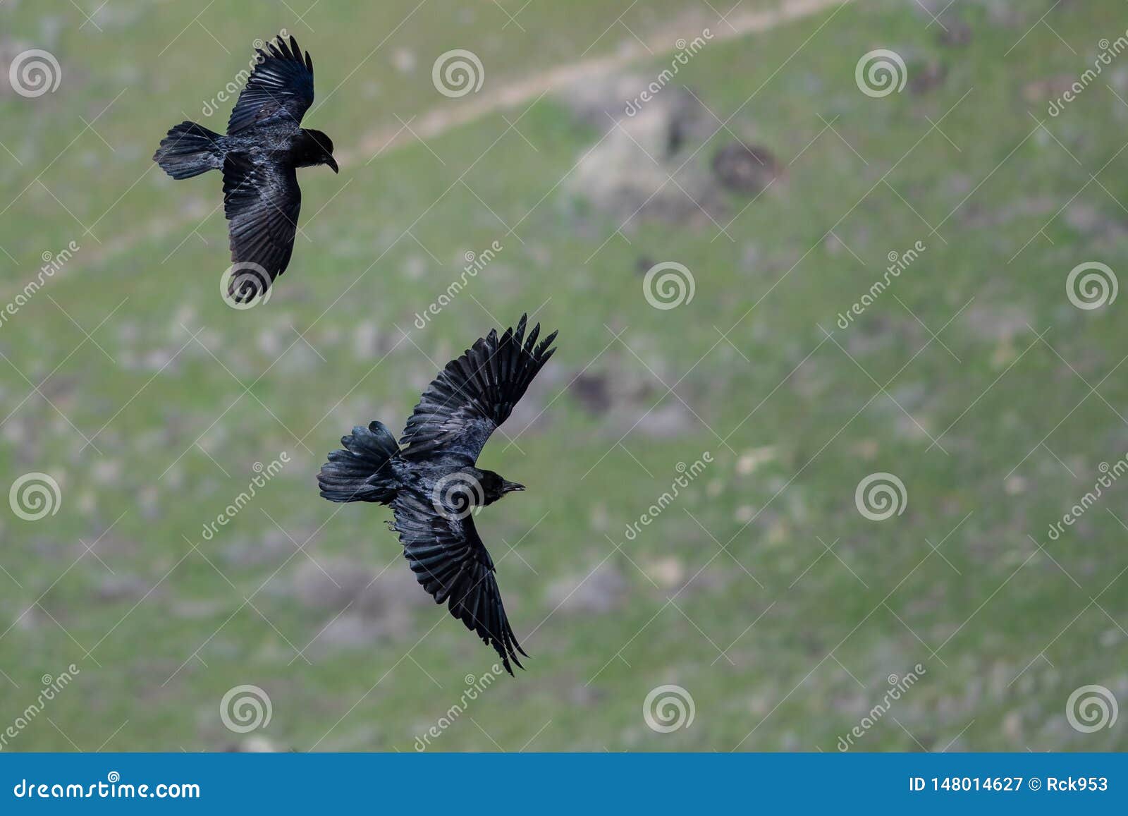 Two Common Black Ravens Flying Over the Canyon Floor Stock Image ...