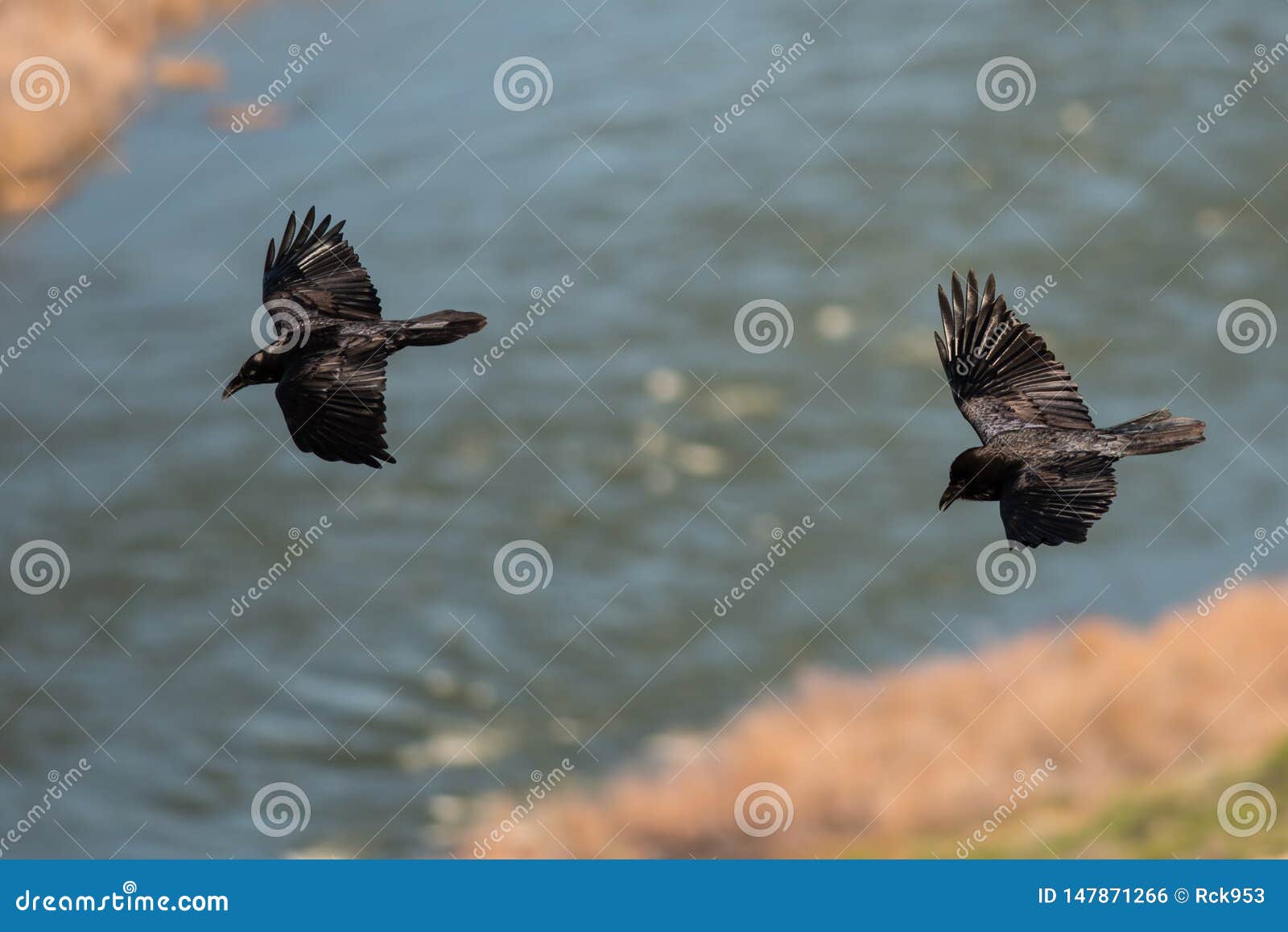 Two Common Black Ravens Flying Over the Canyon River Stock Photo ...