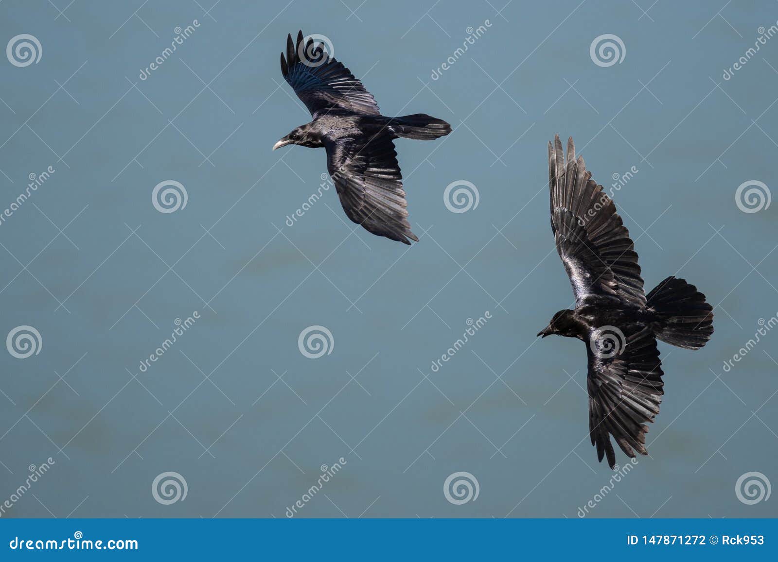 Two Common Black Ravens Flying Over the Canyon River Stock Photo ...