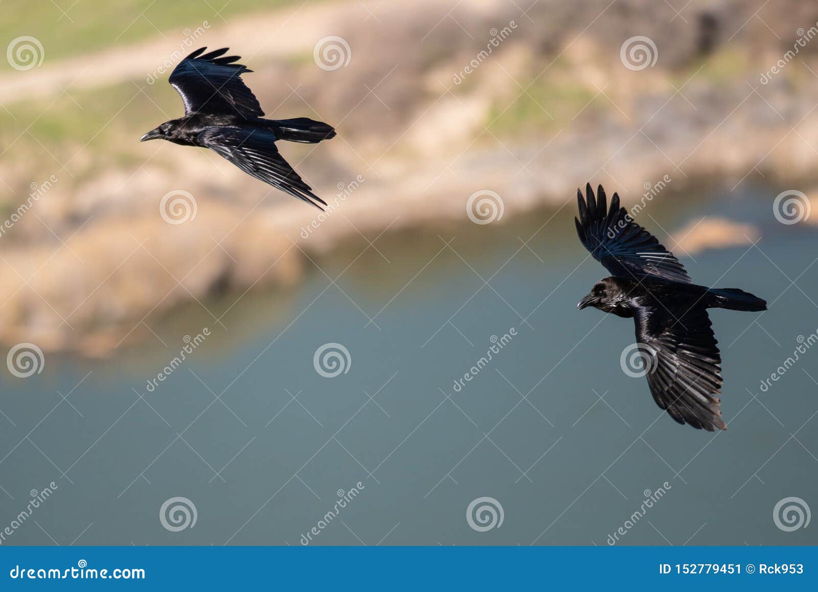 Two Common Black Ravens Flying Over the Canyon River Stock Image ...
