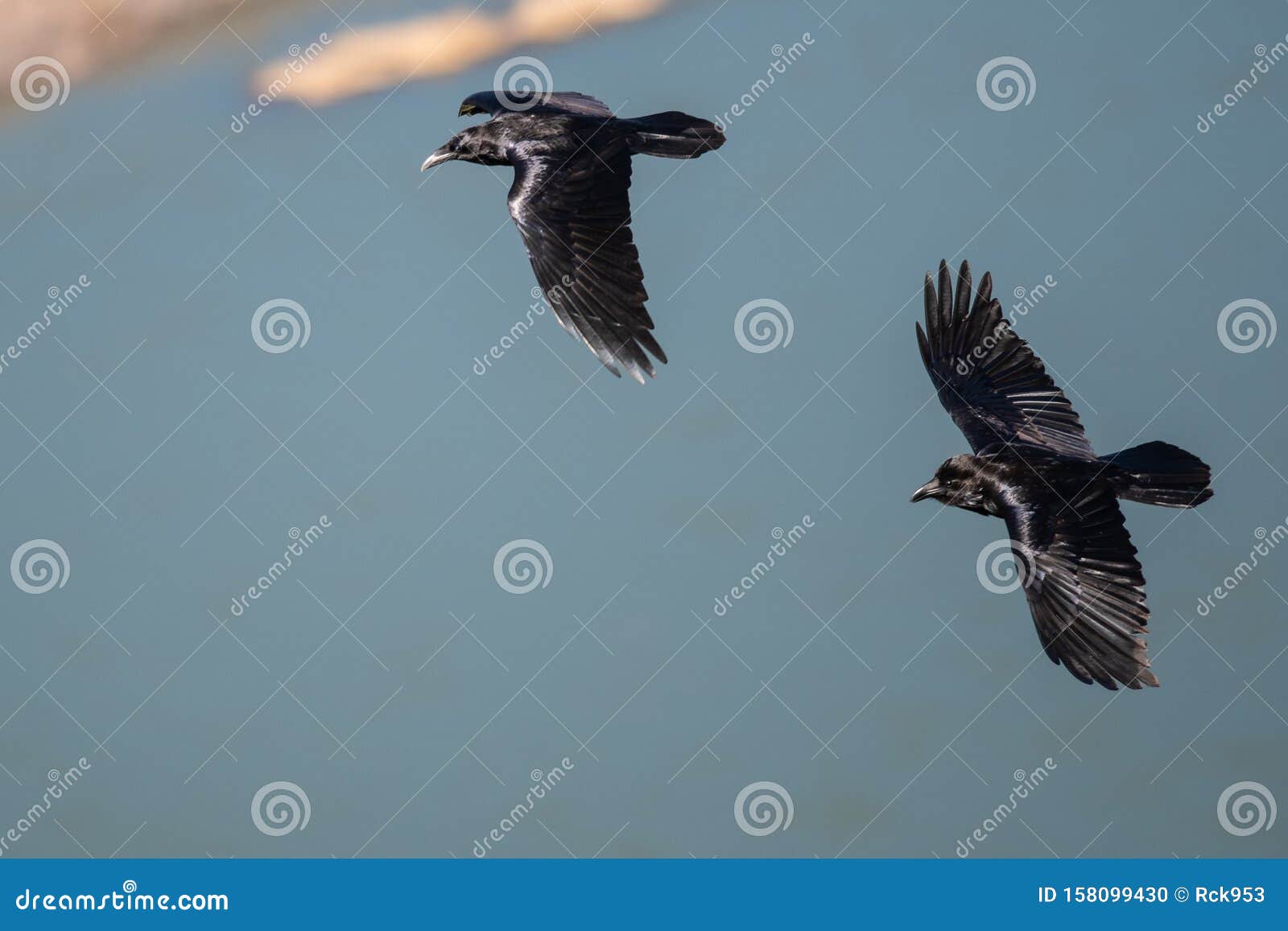 Two Common Black Ravens Flying Over the Canyon River Stock Photo ...