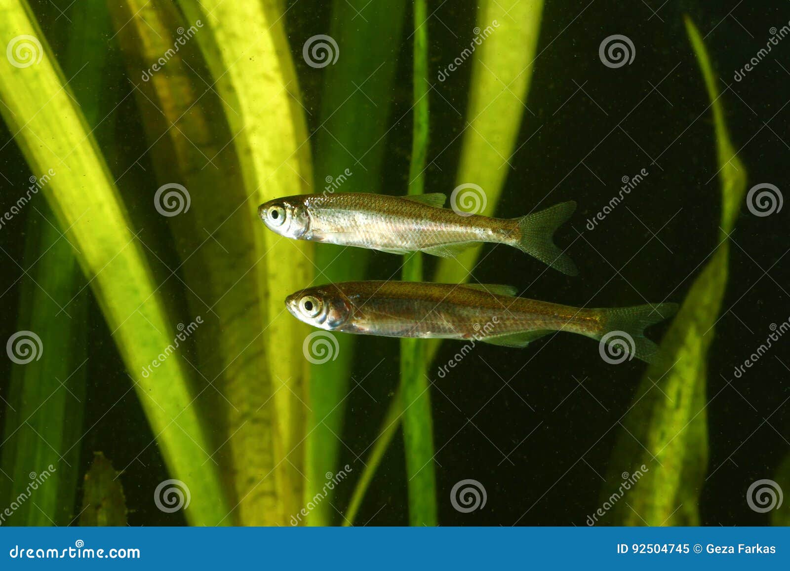 Two Common Bleak, Alburnus Alburnus Fish Stock Image - Image of fresh ...