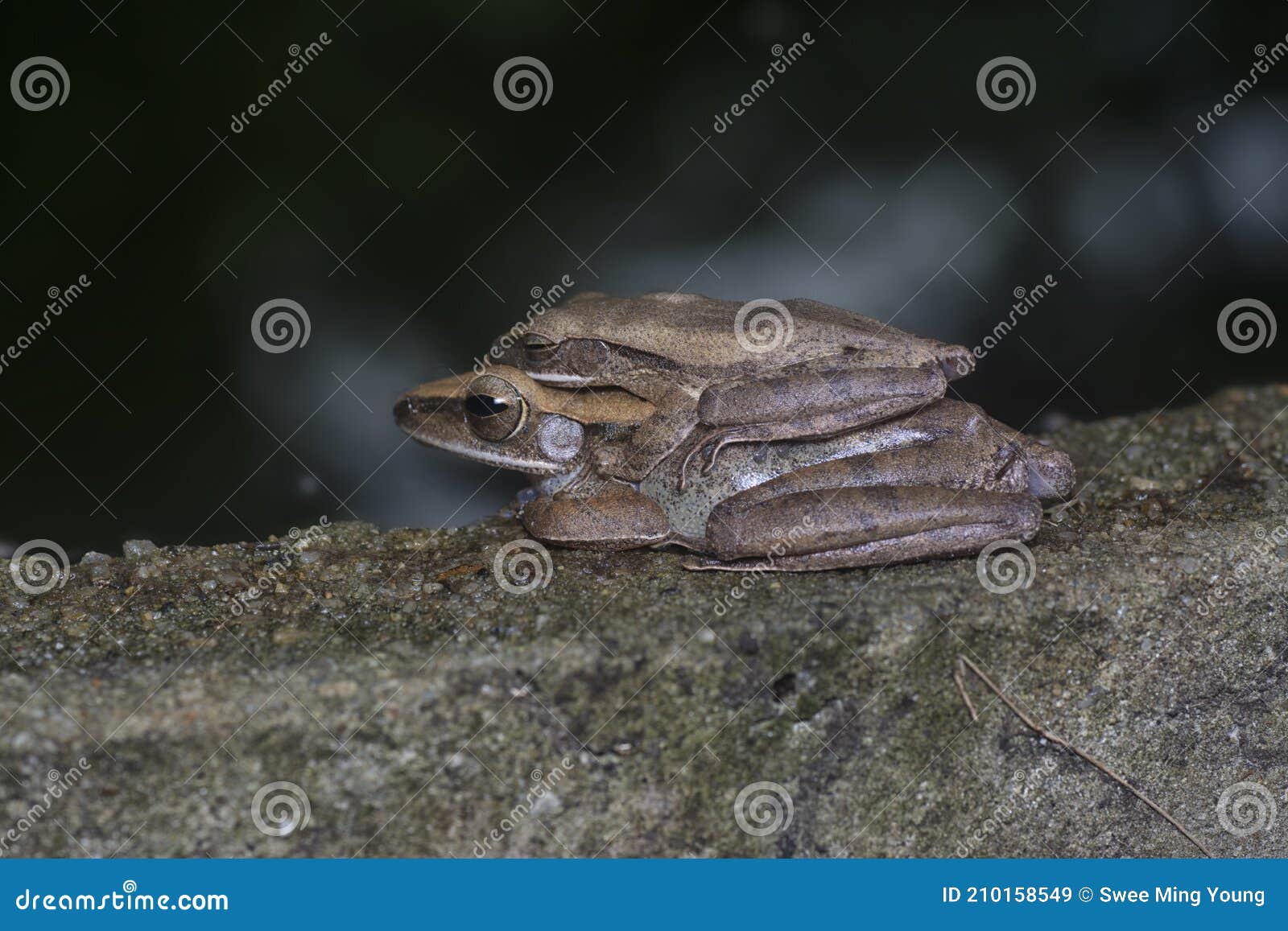 Two Common Bush Frogs Clinging Onto Each Other. Stock Image - Image of ...