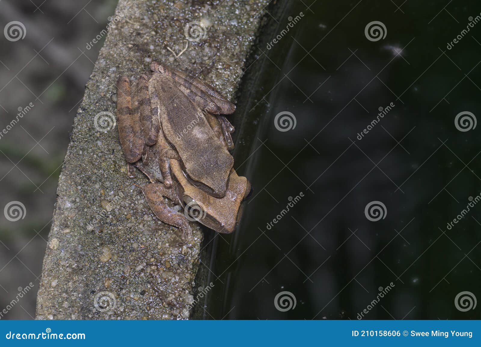 Two Common Bush Frogs Clinging Onto Each Other. Stock Photo - Image of ...