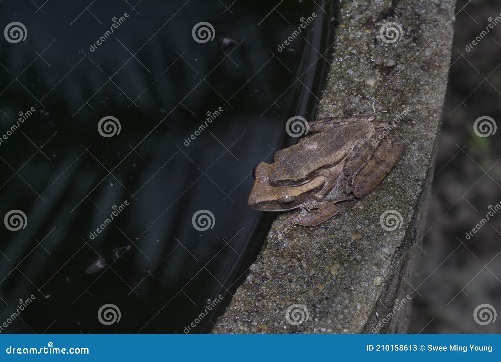 Two Common Bush Frogs Clinging Onto Each Other. Stock Image - Image of ...