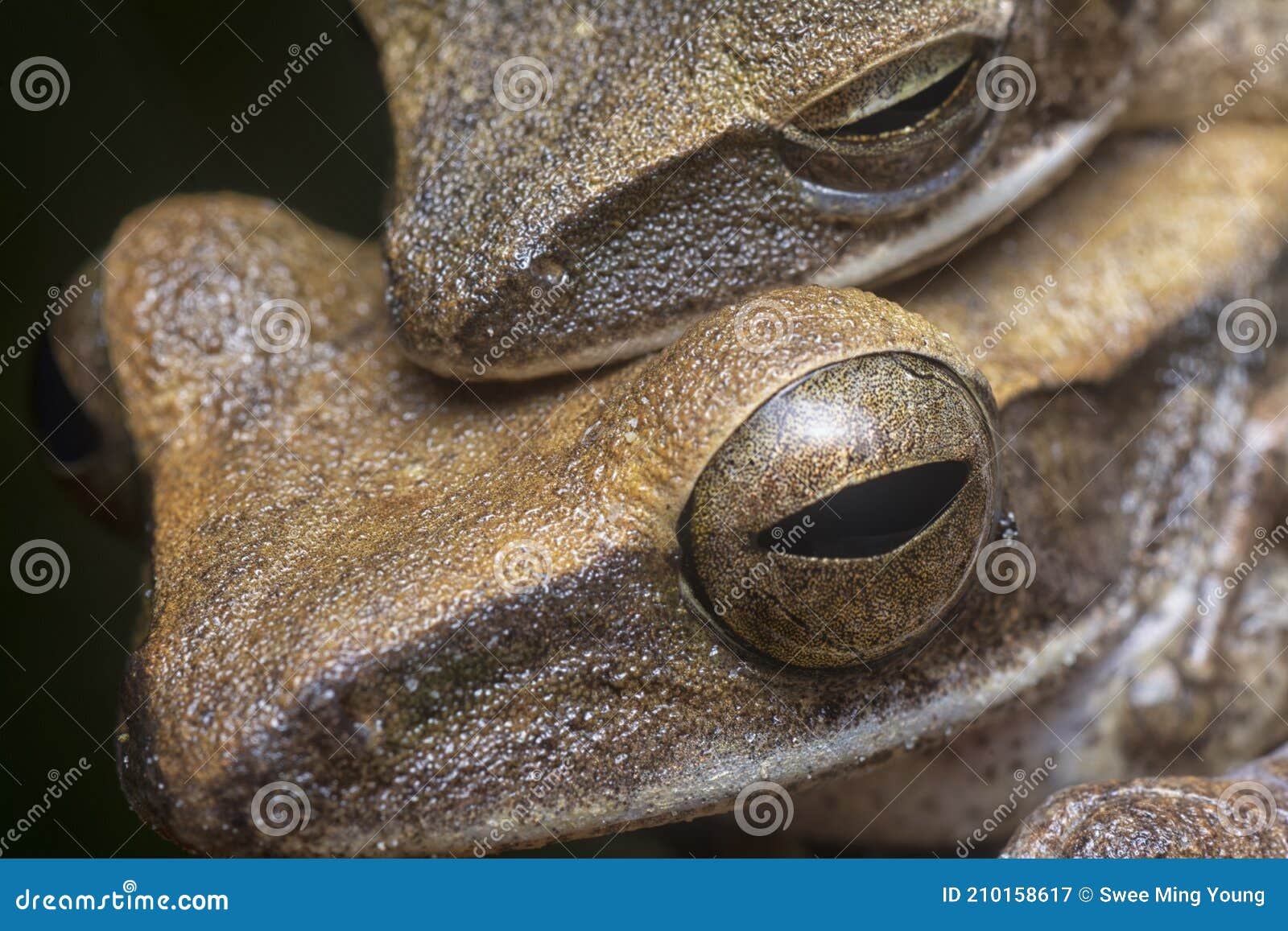 Two Common Bush Frogs Clinging Onto Each Other. Stock Image - Image of ...