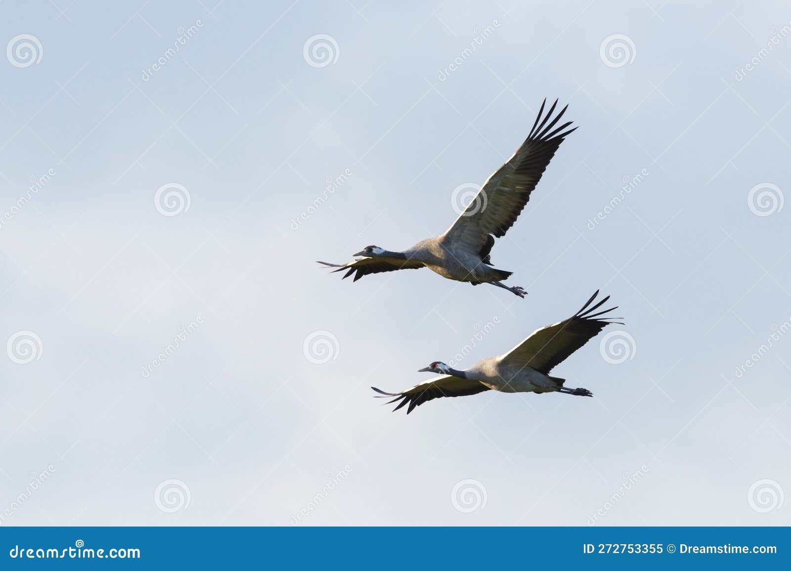 Two Common Cranes (grus Grus) in Flight with Spread Wings Stock Image ...