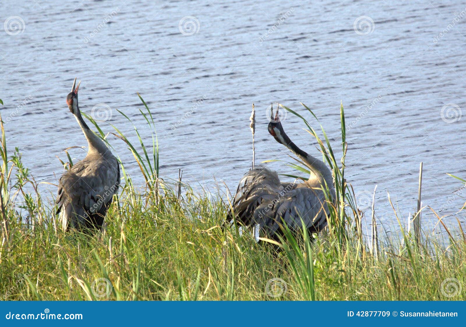 Two common cranes by water stock image. Image of crane - 42877709