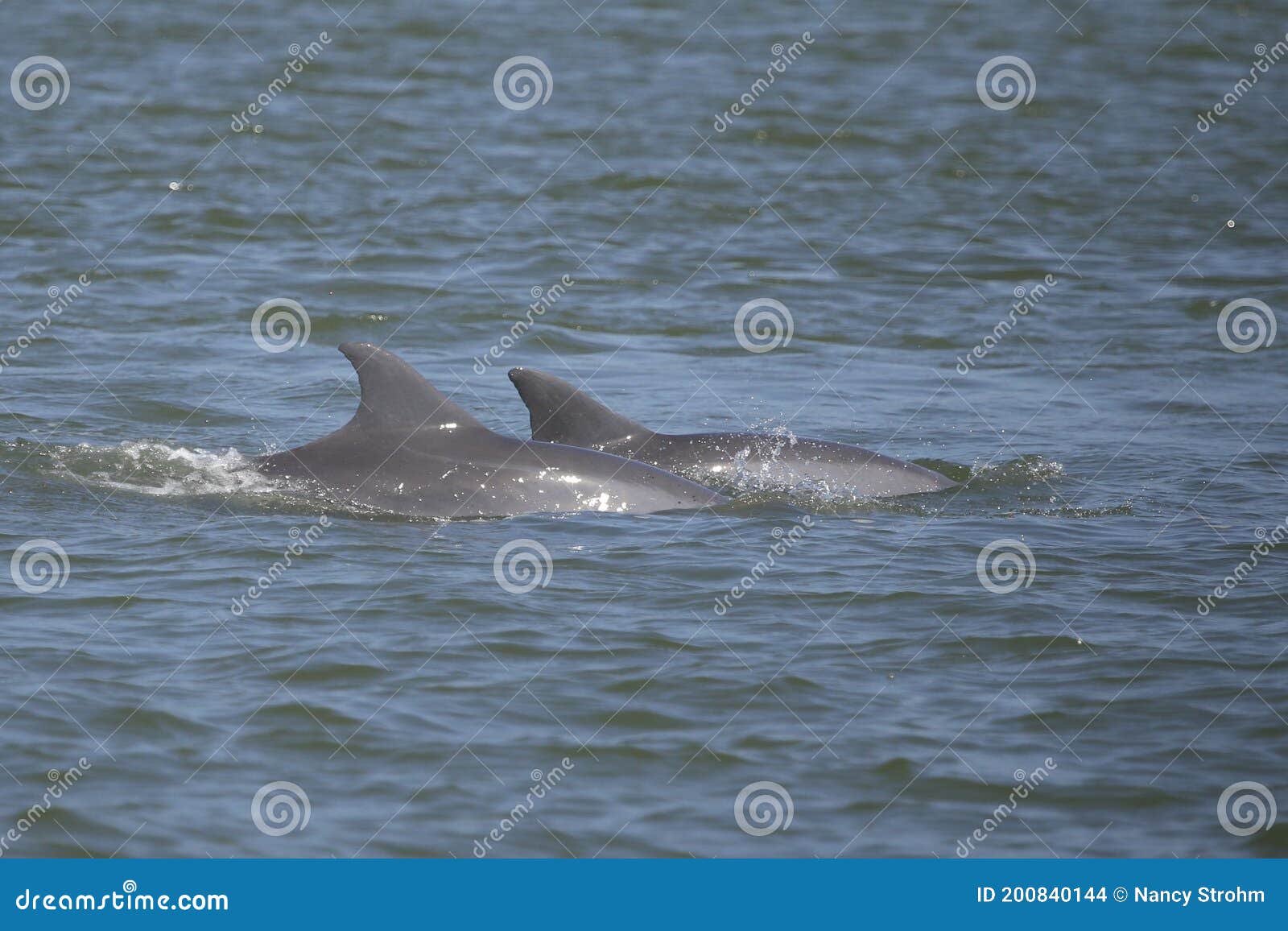 Two Common Dolphins Breaching in the Ocean Stock Photo - Image of back ...