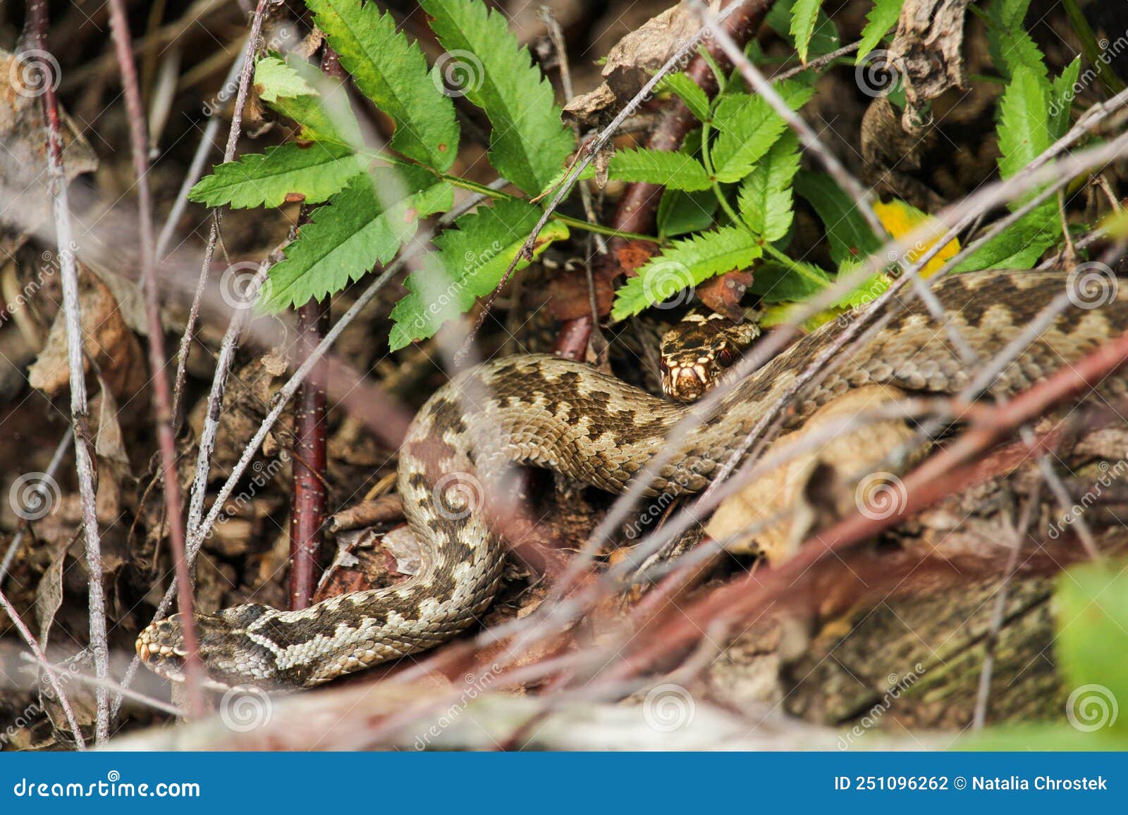 Two Common European Adders (Vipera Berus) Stock Photo - Image of vipera ...