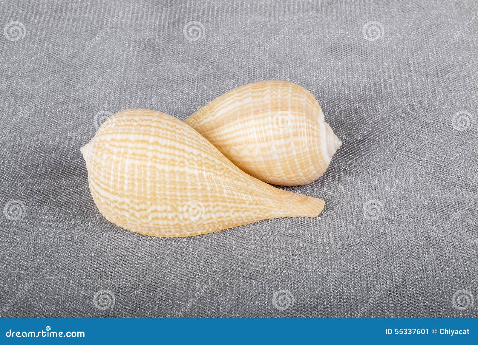 Two Common Fig Seashells stock image. Image of tulle - 55337601