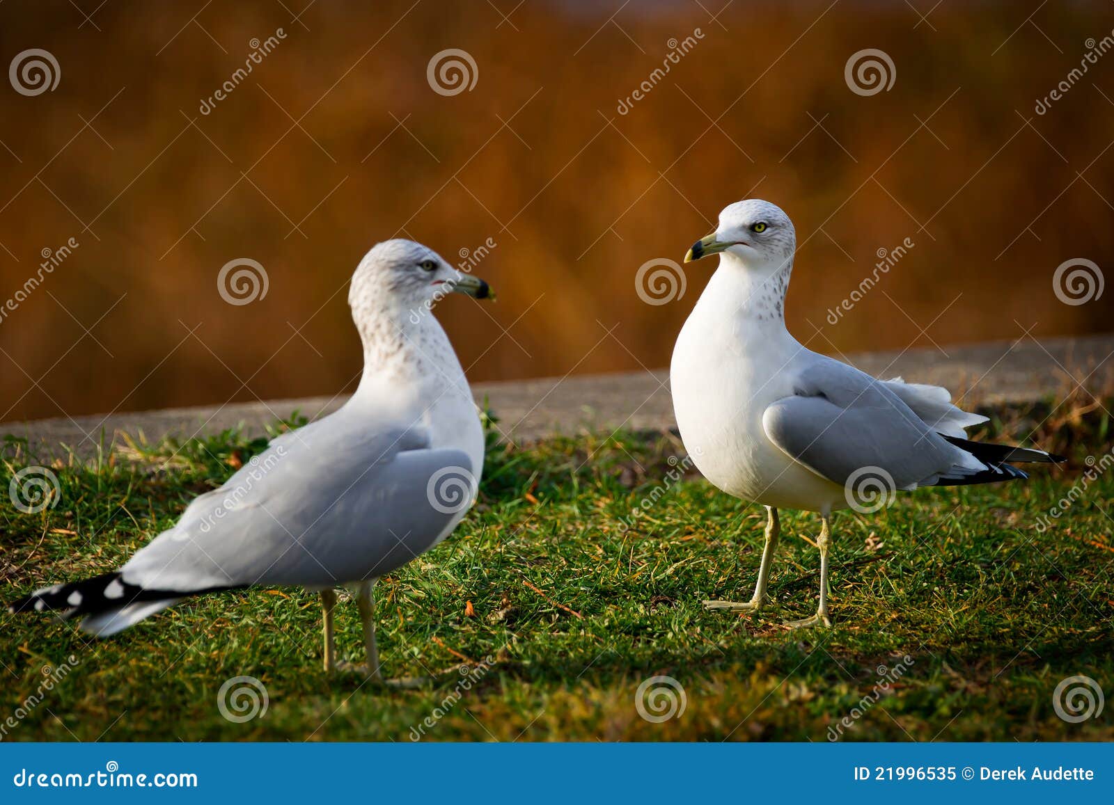 Two Common Gulls Facing Eacth Other Stock Image - Image of common ...