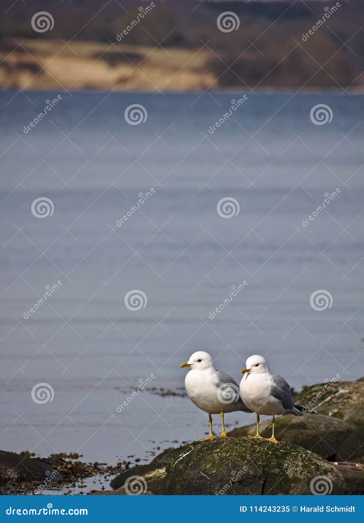 Two Common Gulls on a Rock Surrounded by Water Stock Image - Image of ...