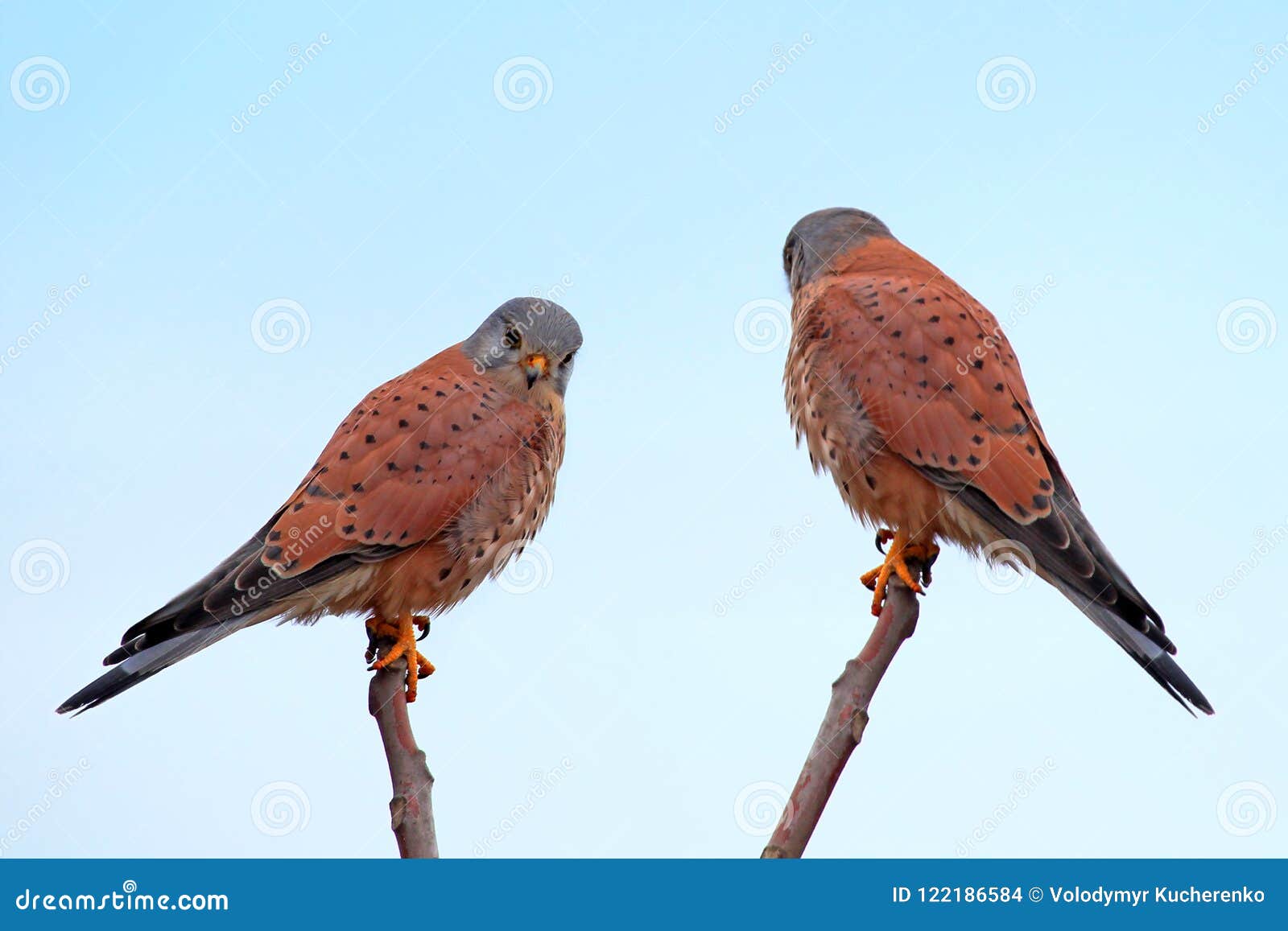 Two Common Kestrels Sits on the Branches Stock Photo - Image of ...