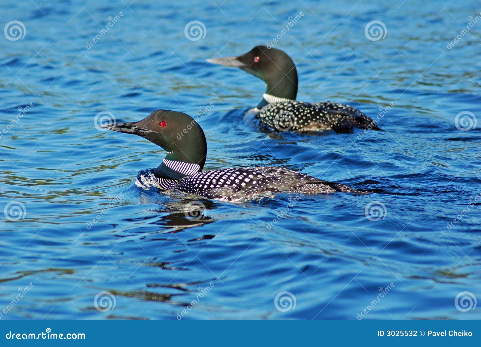 Two common loones stock photo. Image of common, calm, serene - 3025532