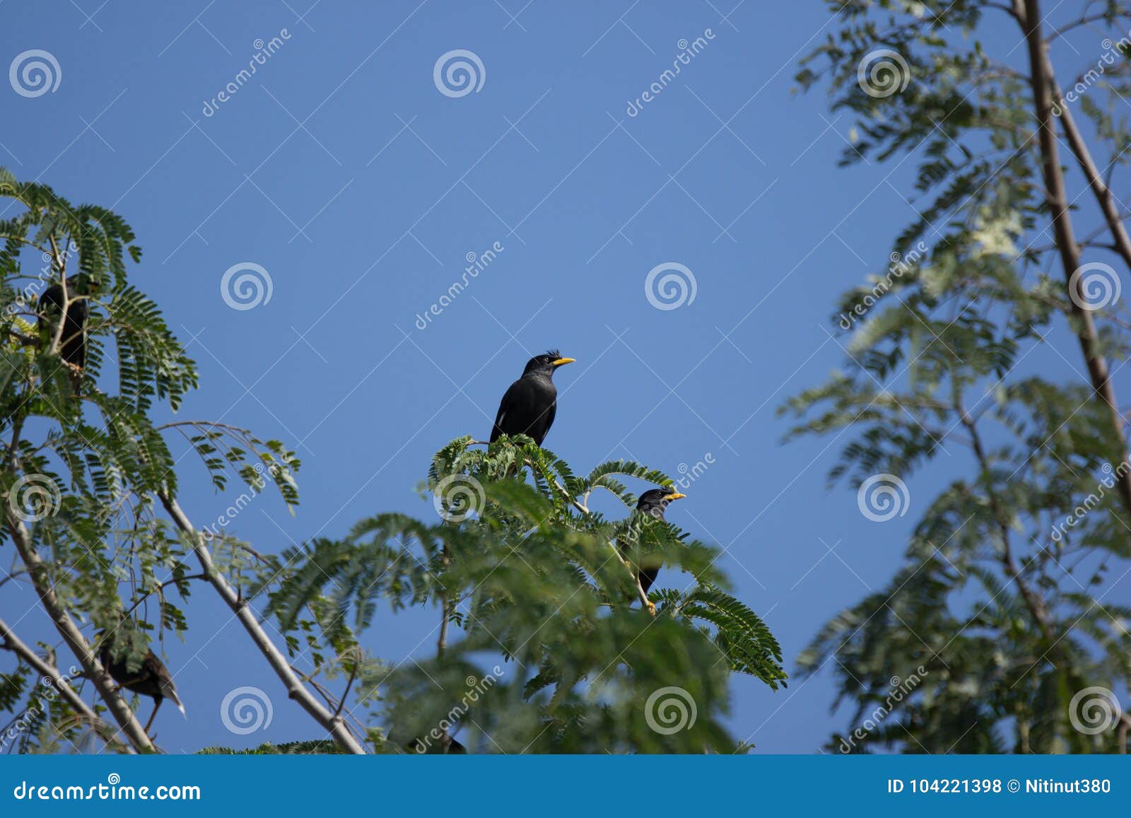 Common Myna Bird on Big Tree Stock Photo - Image of feathers, mynah ...