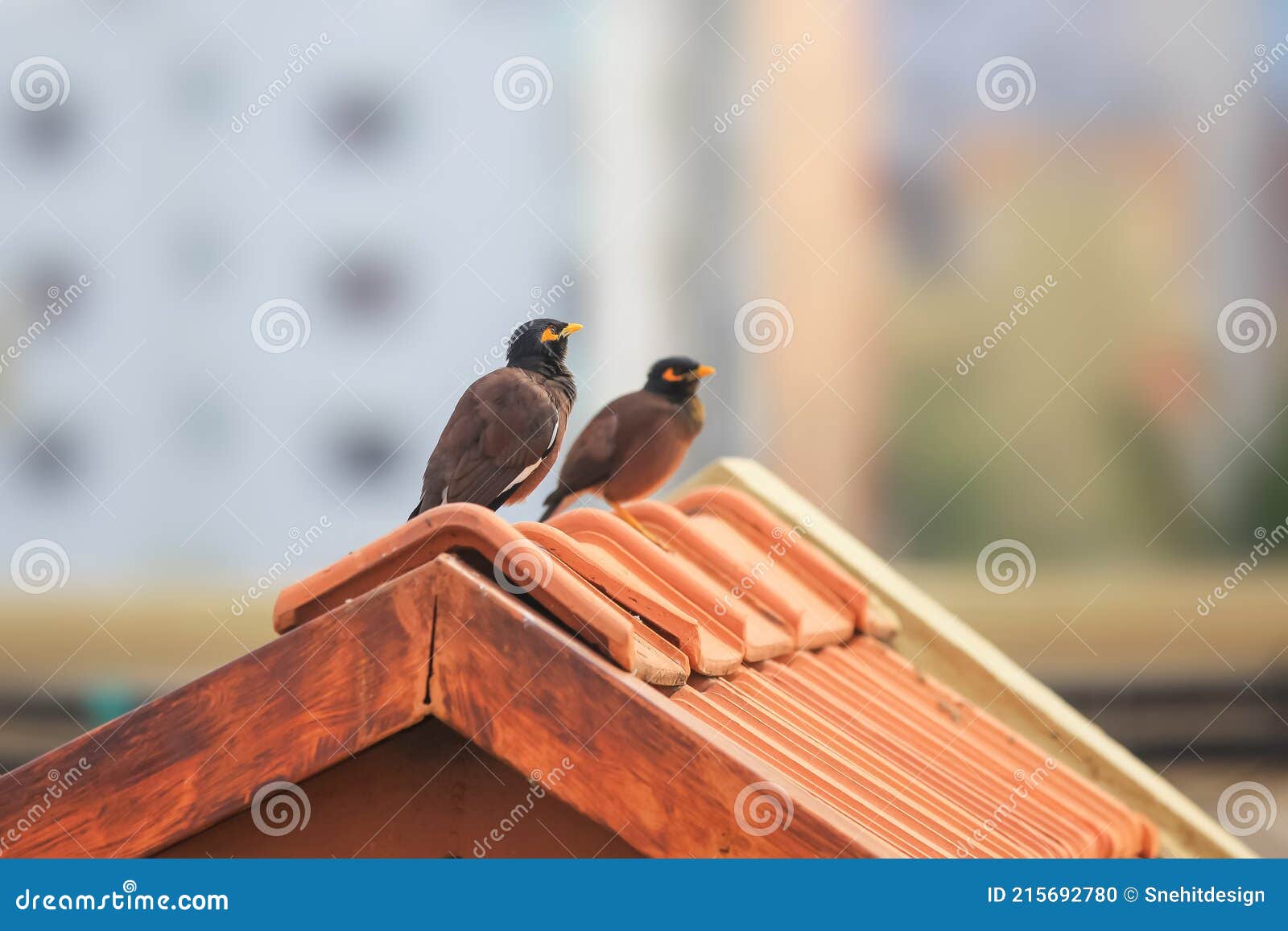 Two Myna Birds Roof Stock Photos - Free & Royalty-Free Stock Photos ...