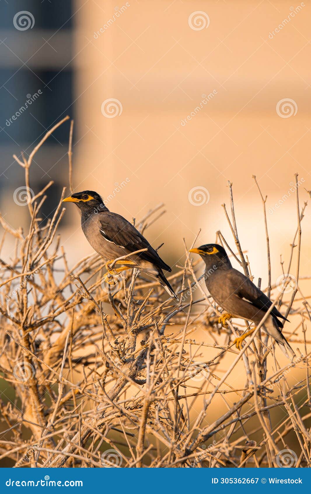 Two Common Mynas Sitting on Tree Branches Stock Image - Image of ...