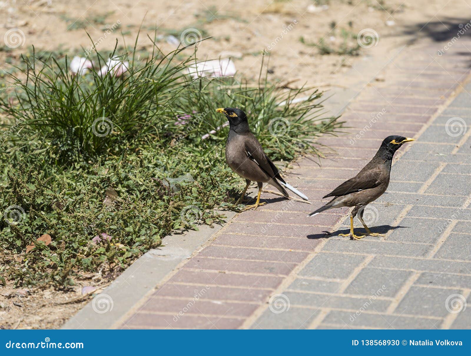 Two Common Mynas are Walking Stock Photo - Image of myna, starling ...