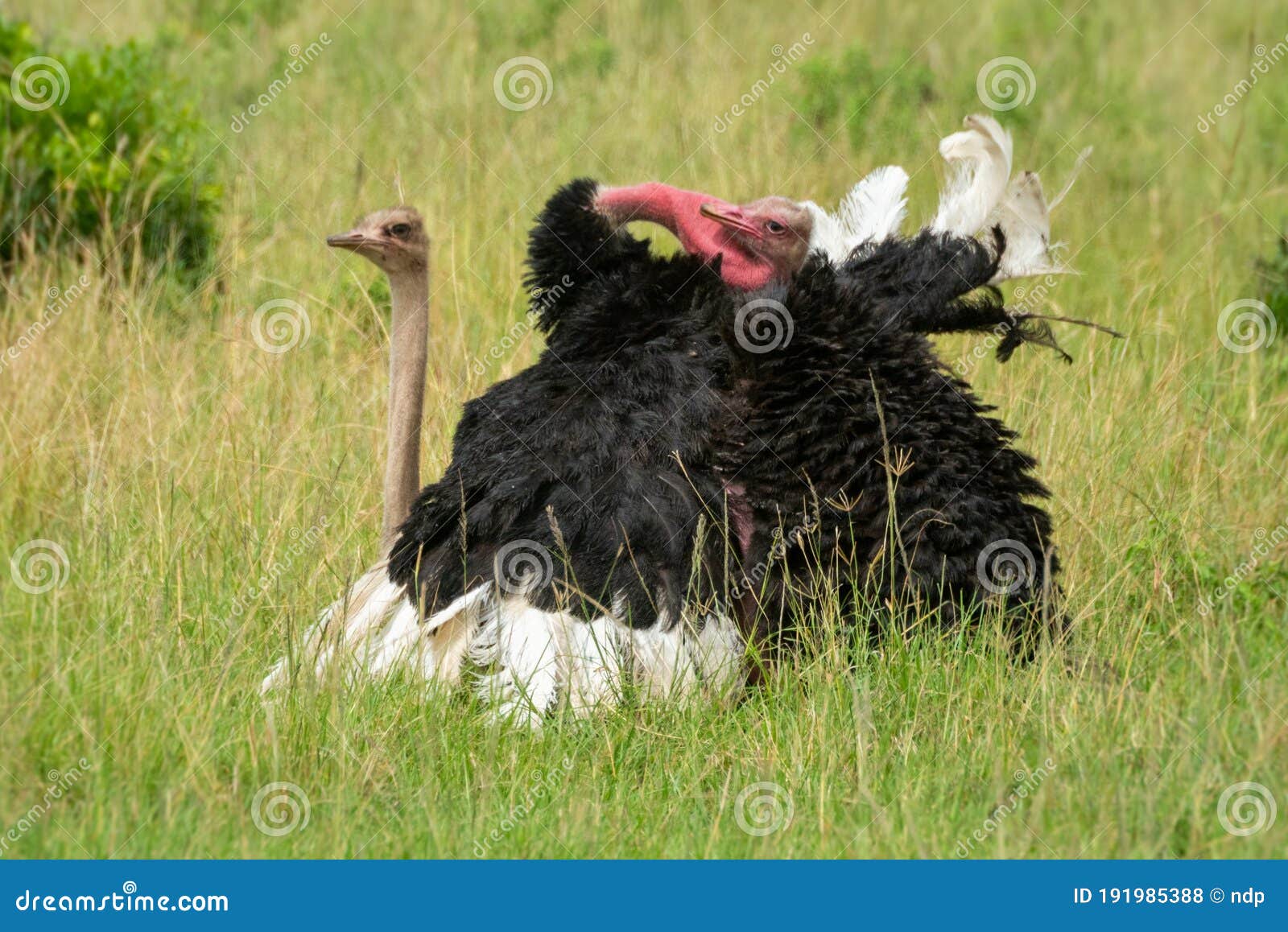 Two Common Ostriches Mating in Long Grass Stock Photo - Image of ...