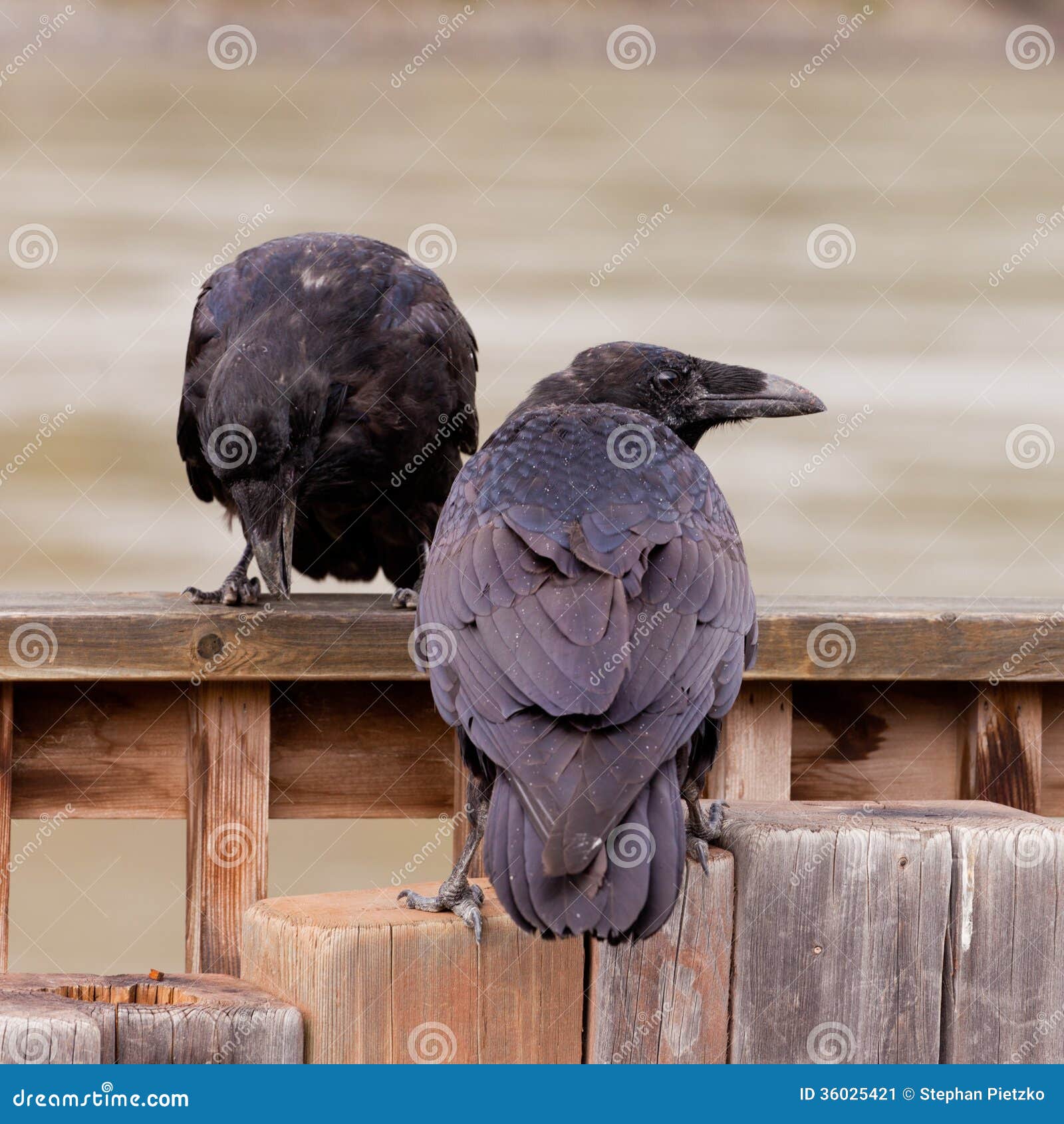 Two Common Ravens Corvus Corax Interacting Stock Image - Image of ...