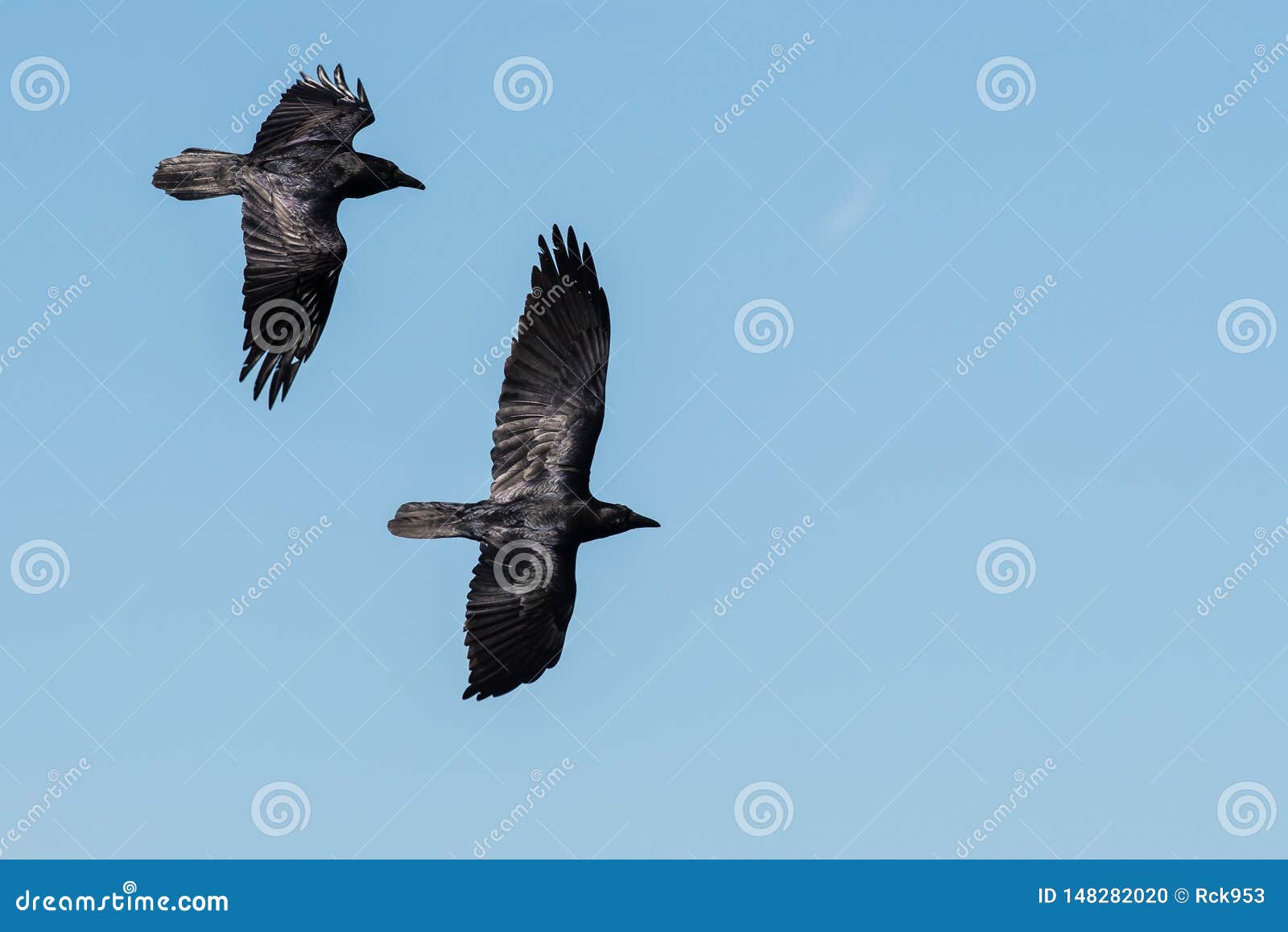 Two Common Ravens Flying in a Blue Sky Stock Photo - Image of wild ...