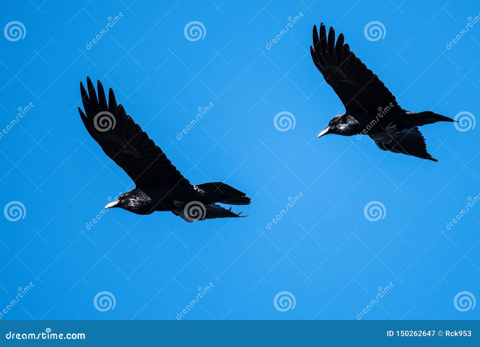 Two Common Ravens Flying in a Blue Sky Stock Image - Image of wildlife ...