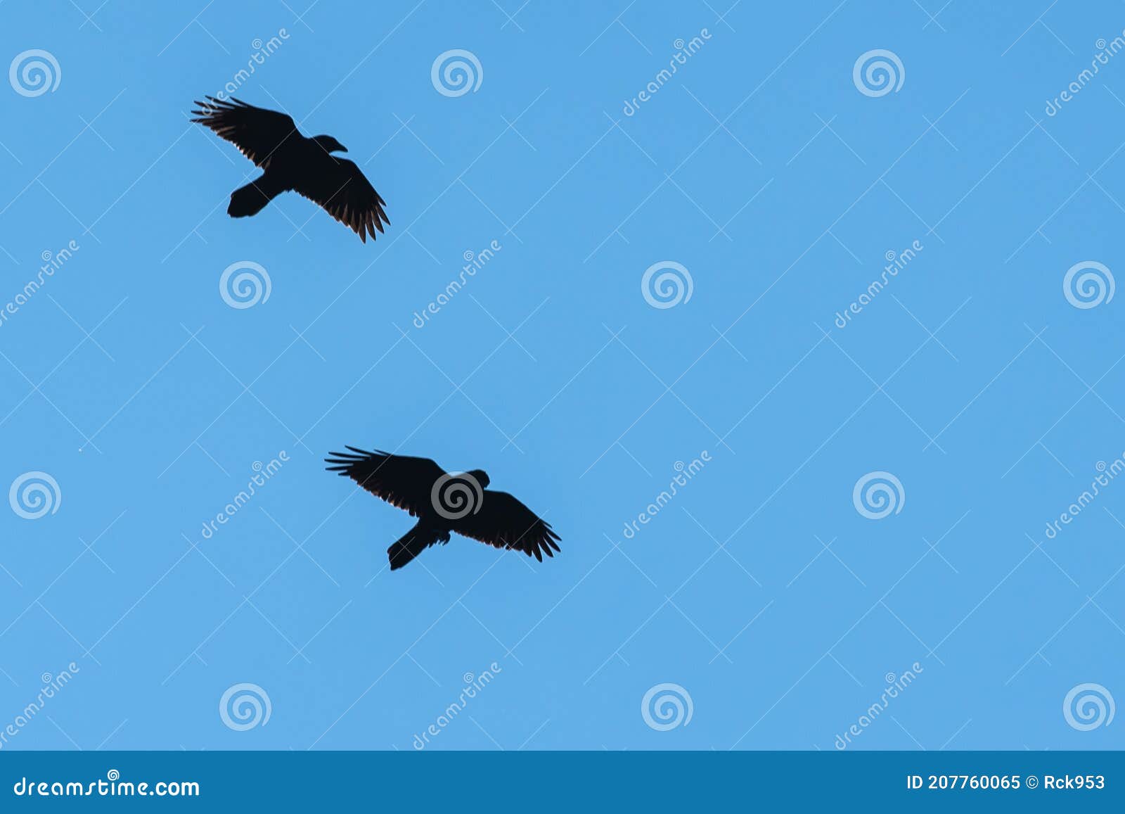 Two Common Ravens Flying in a Blue Sky Stock Image - Image of north ...
