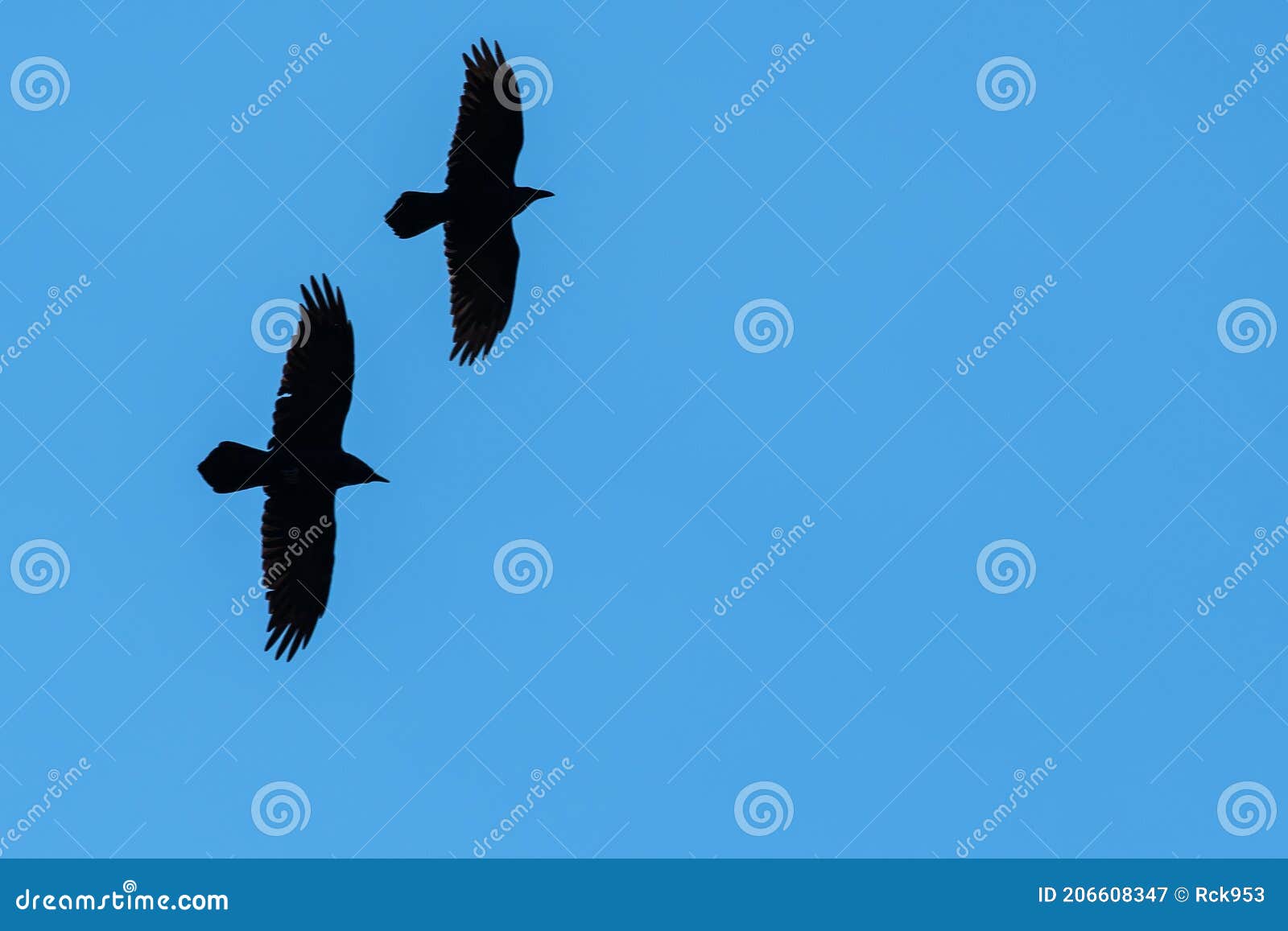 Two Common Ravens Flying in a Blue Sky Stock Image - Image of america ...