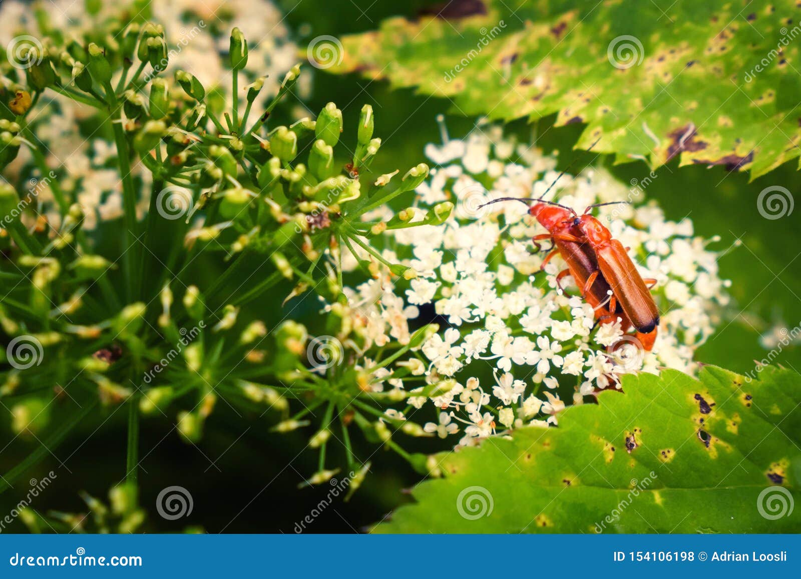 Two Common Red Soldier Beetles on Hogweed Stock Photo - Image of common ...