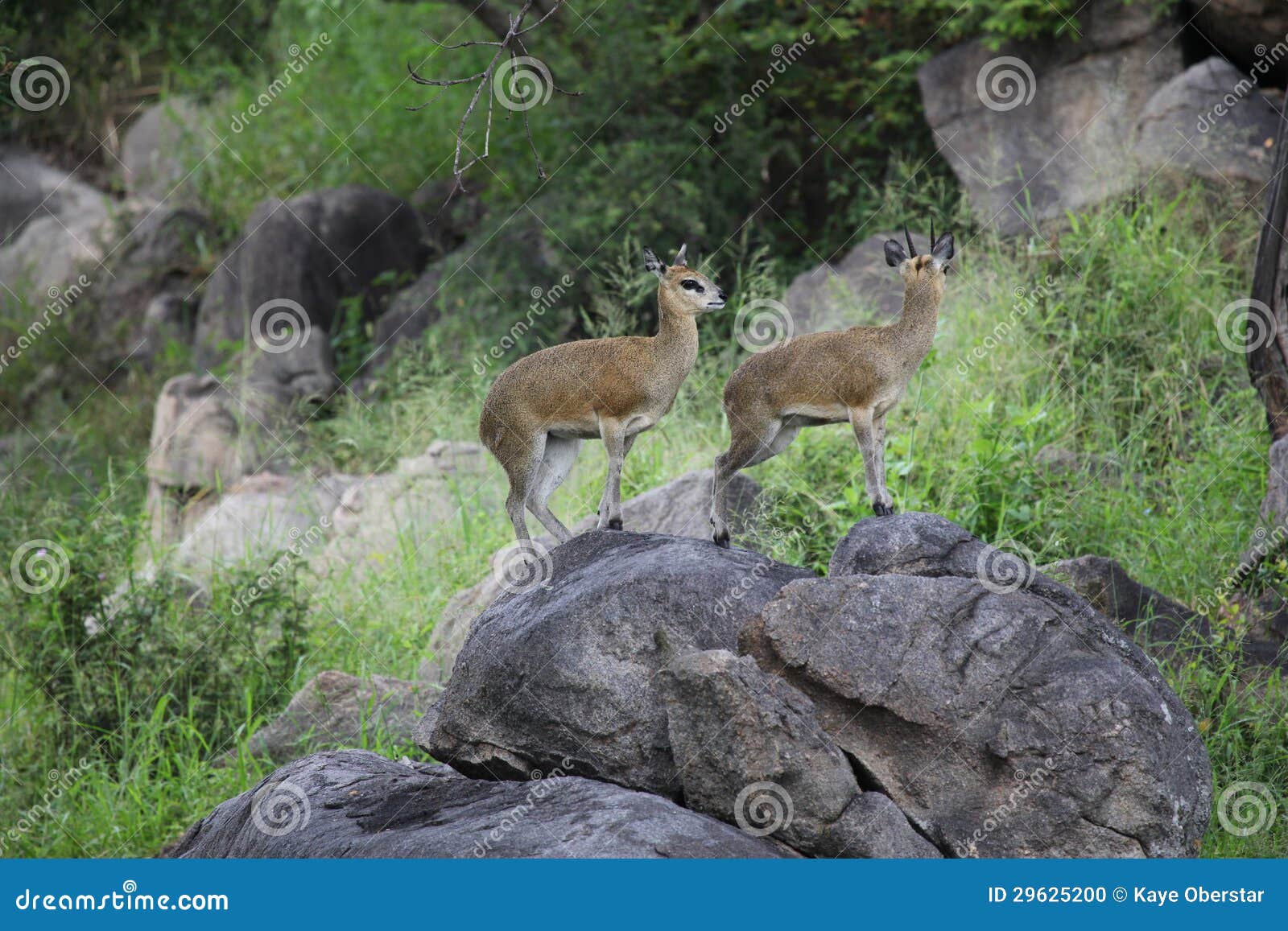 Two Common Reedbuck stock photo. Image of wild, south - 29625200