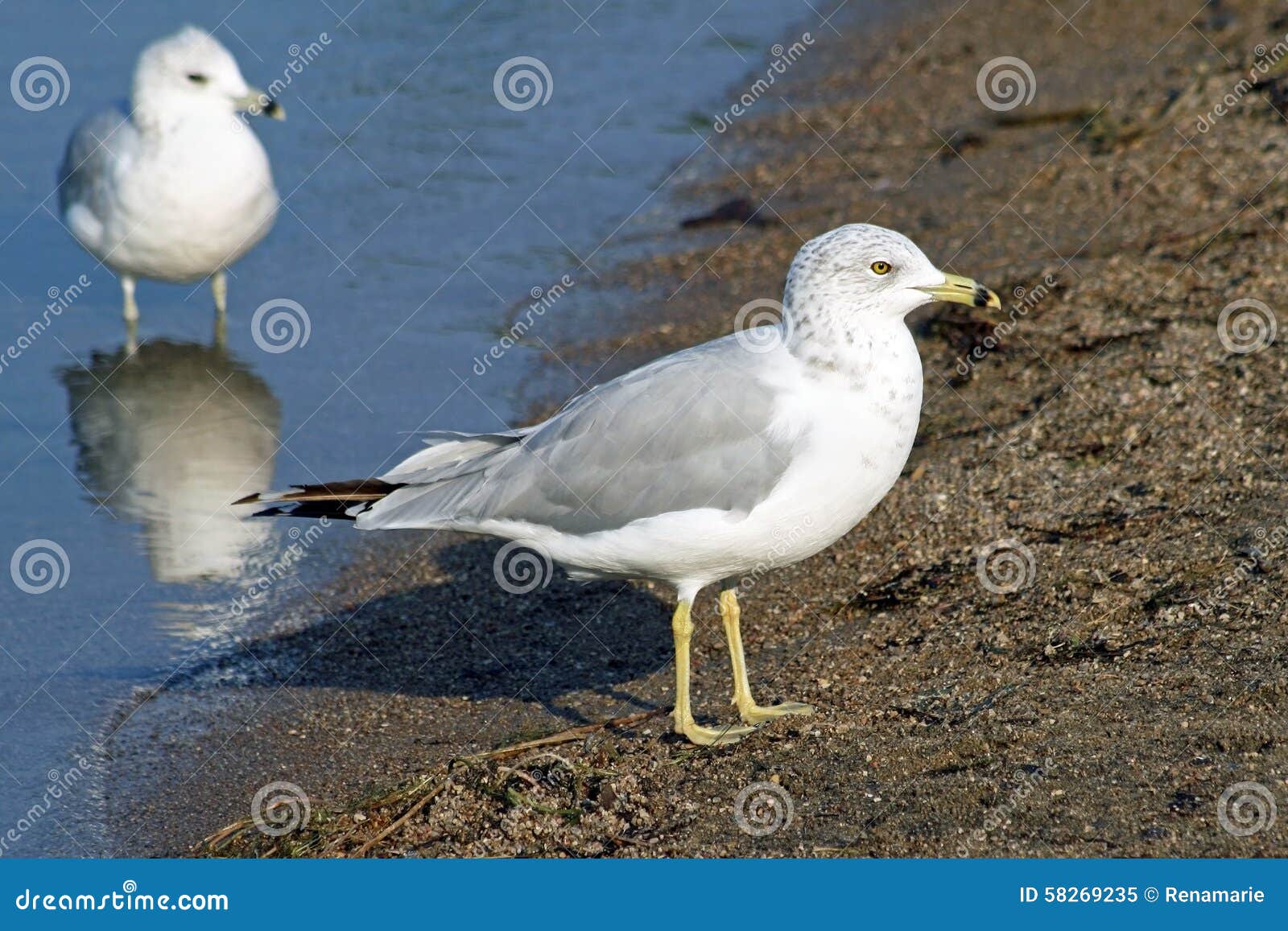 Two Common Seagulls Standing Along Shore Line of Sandy Beach Stock ...