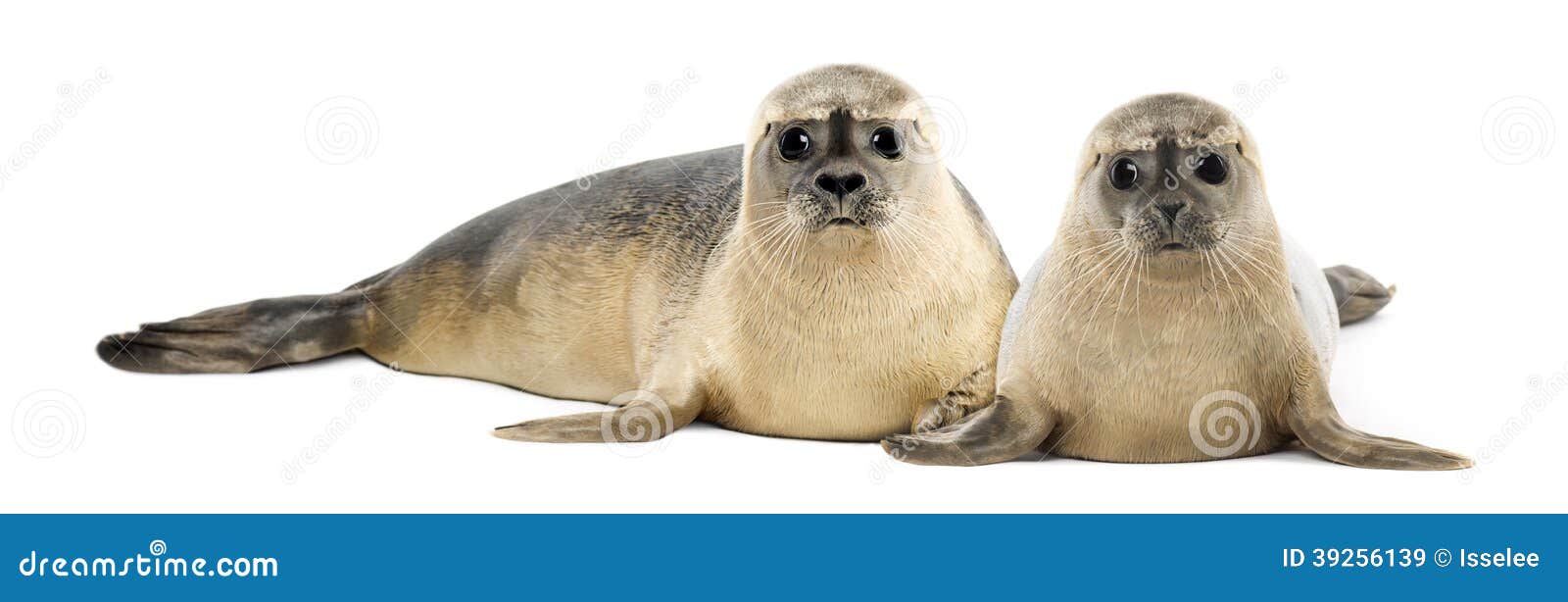 Two Common Seals Lying and Looking Stock Image - Image of marine, view ...