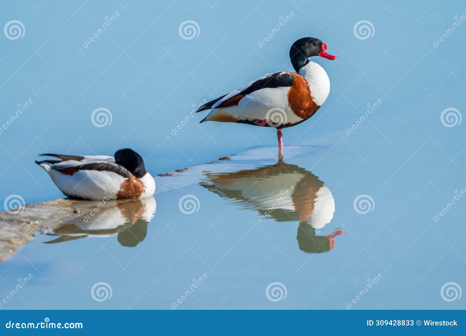 Two Common Shelducks in the Water Stock Image - Image of beak, feathery ...