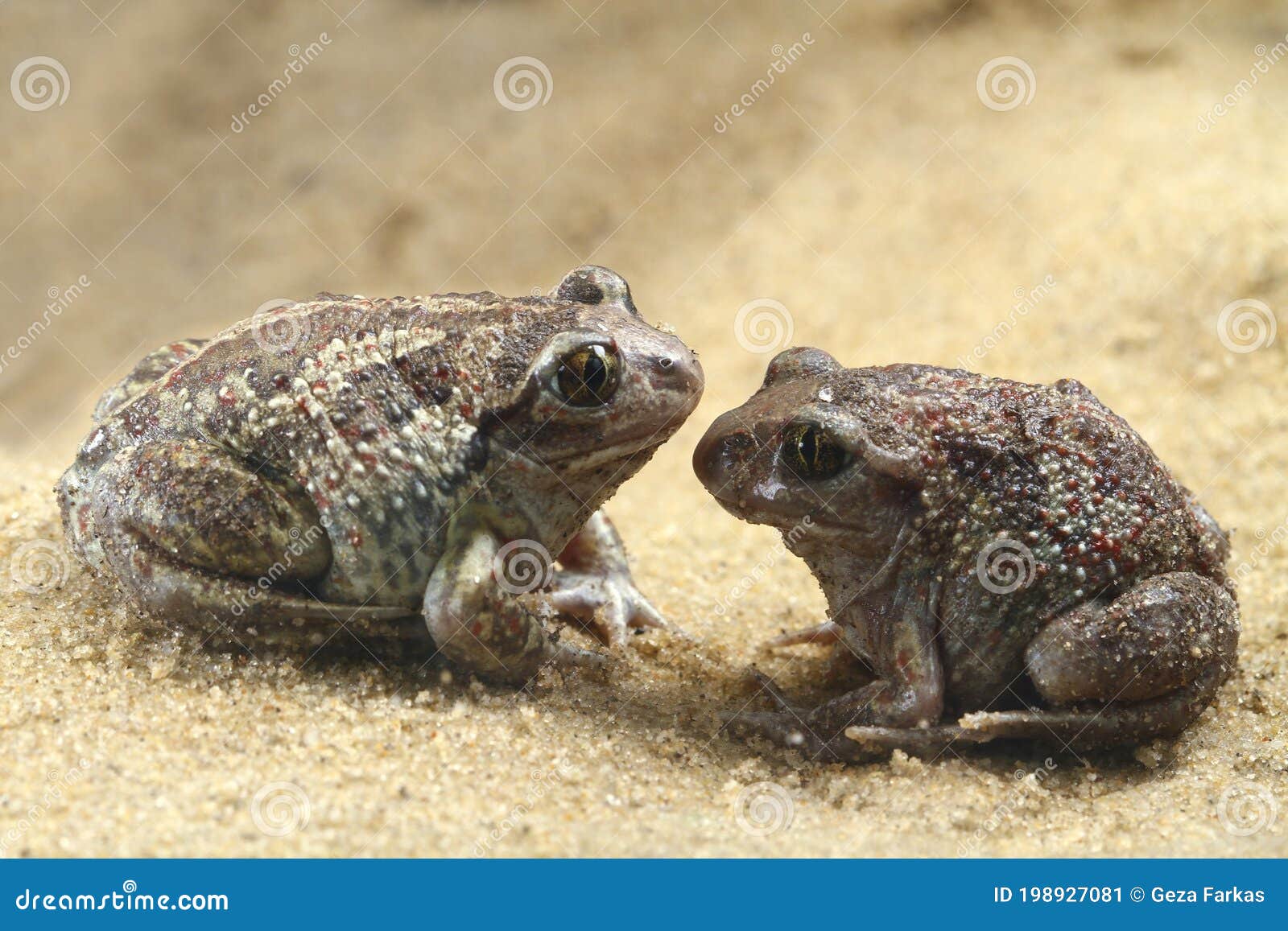 Two Common Spadefoot Toada Pelobates Fuscus Stock Image - Image of ...