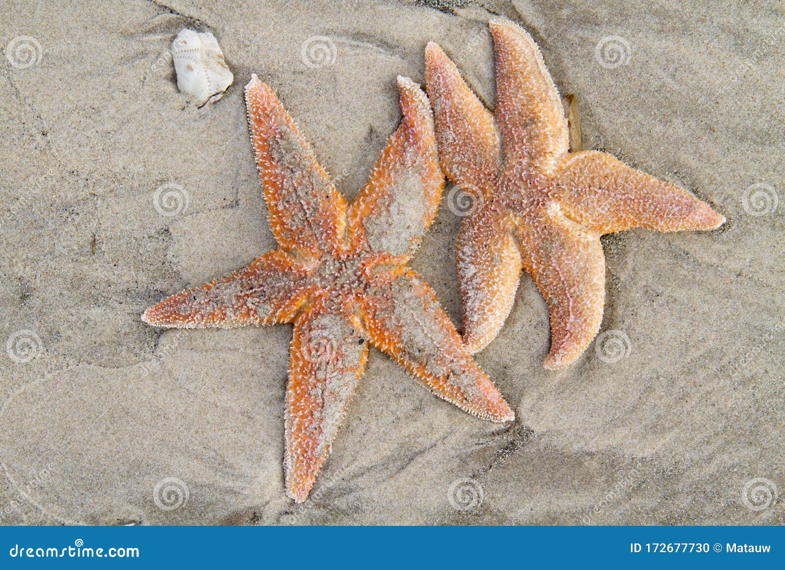 Stranded Starfish Beach Royalty-Free Stock Photography | CartoonDealer ...