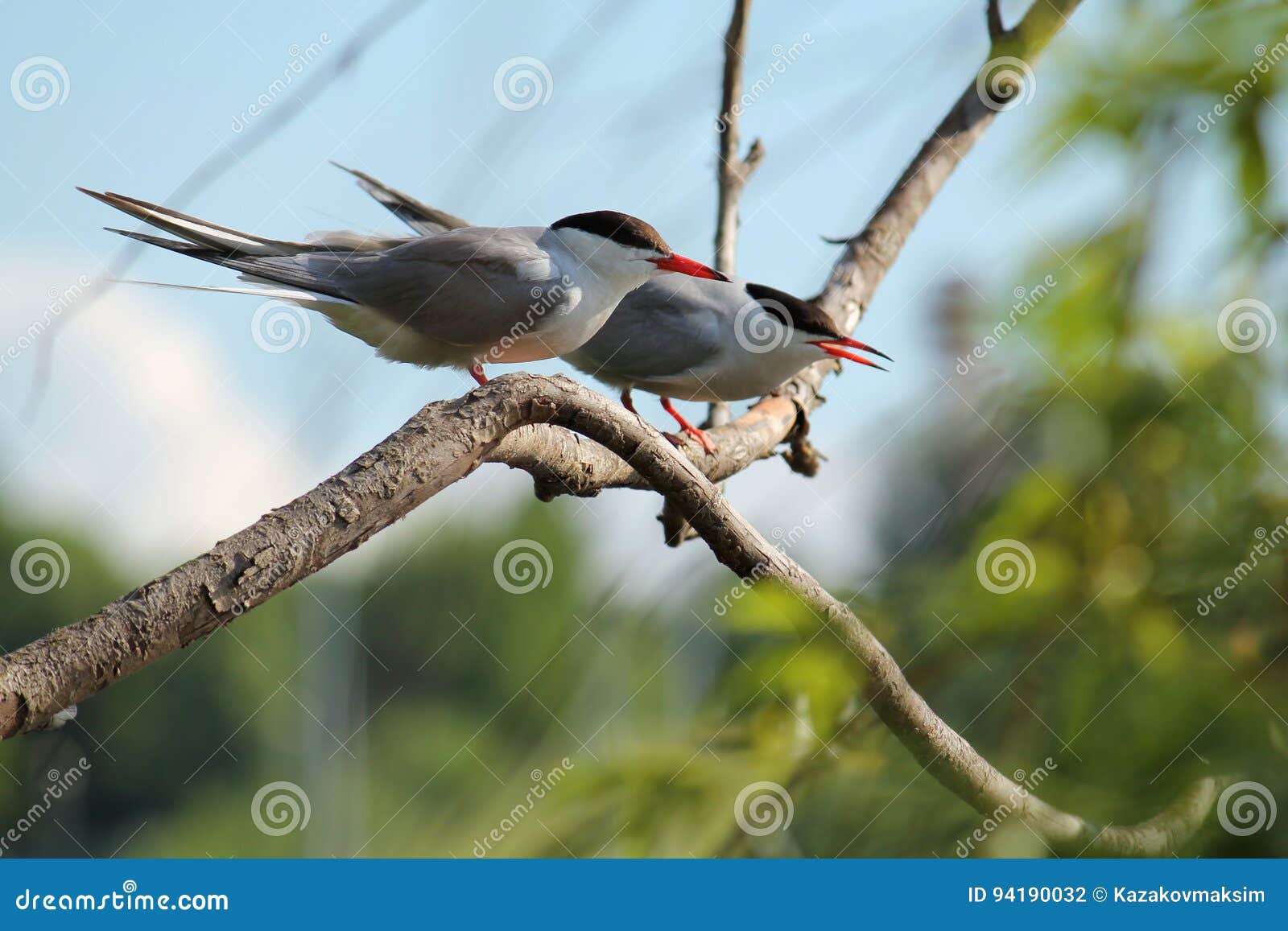 Two Common Terns Sitting on Tree Branch Stock Photo - Image of seabird ...