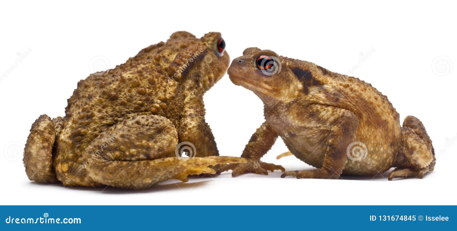 Two Toads Facing Each Other In The Shade Royalty-Free Stock Image ...
