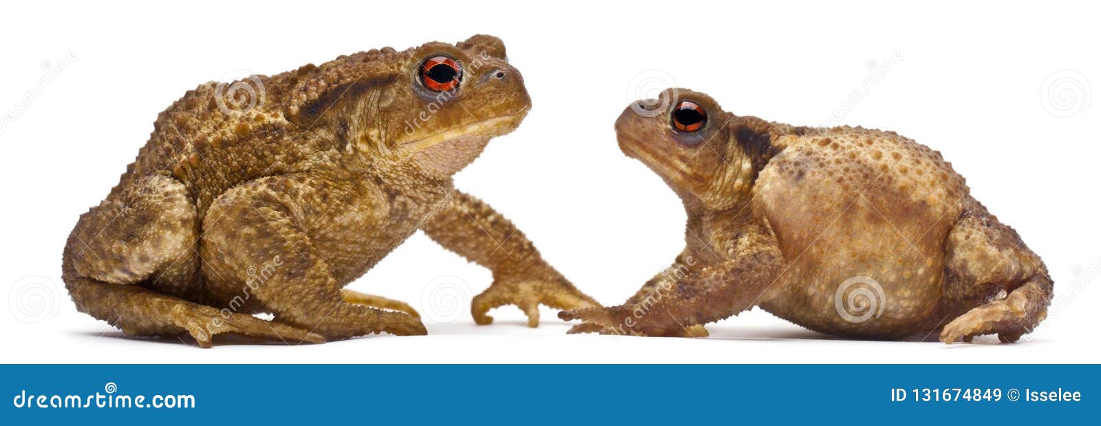 Two Toads Facing Each Other In The Shade Royalty-Free Stock Image ...