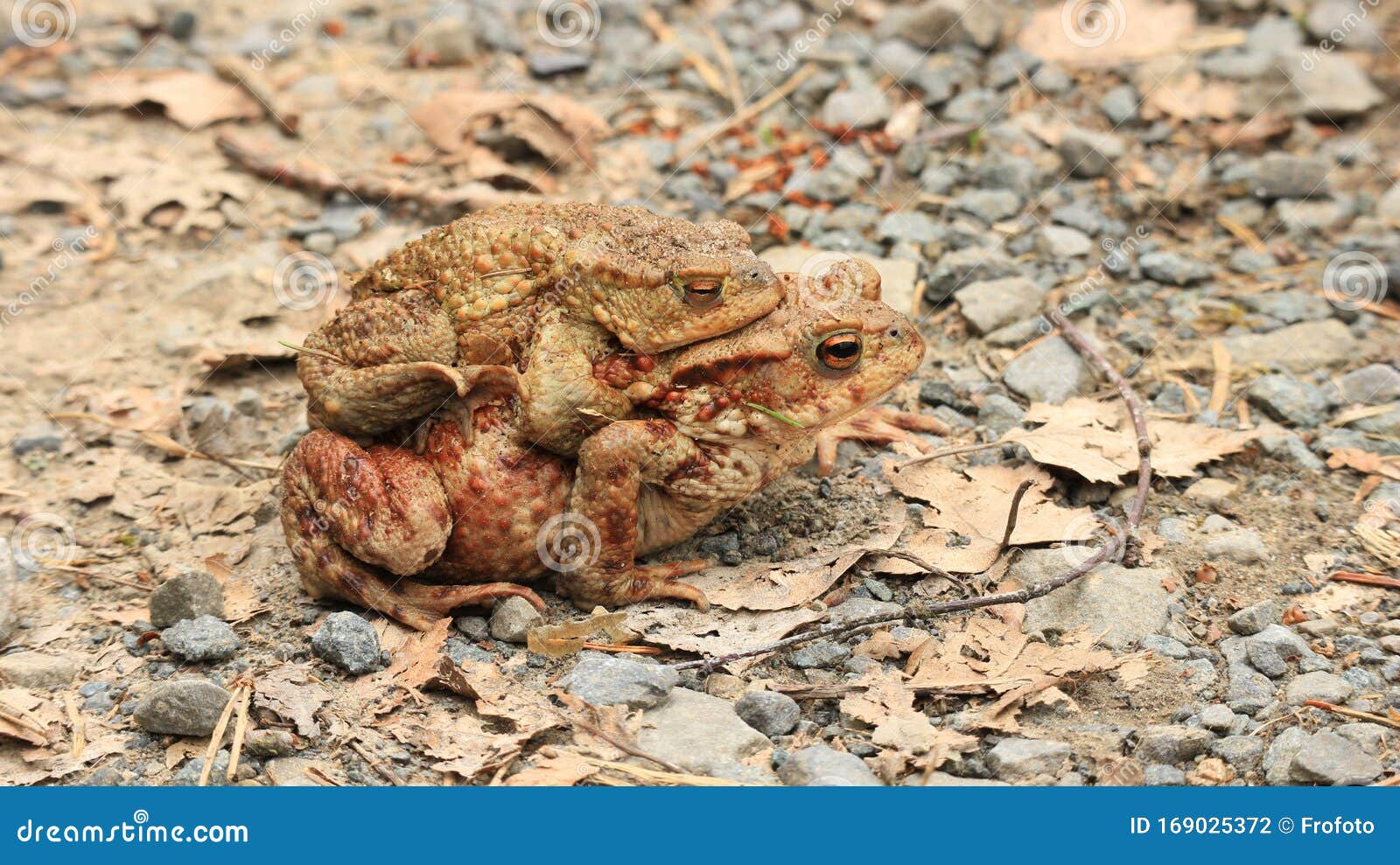 Two common toads stock photo. Image of shot, mate, world - 169025372