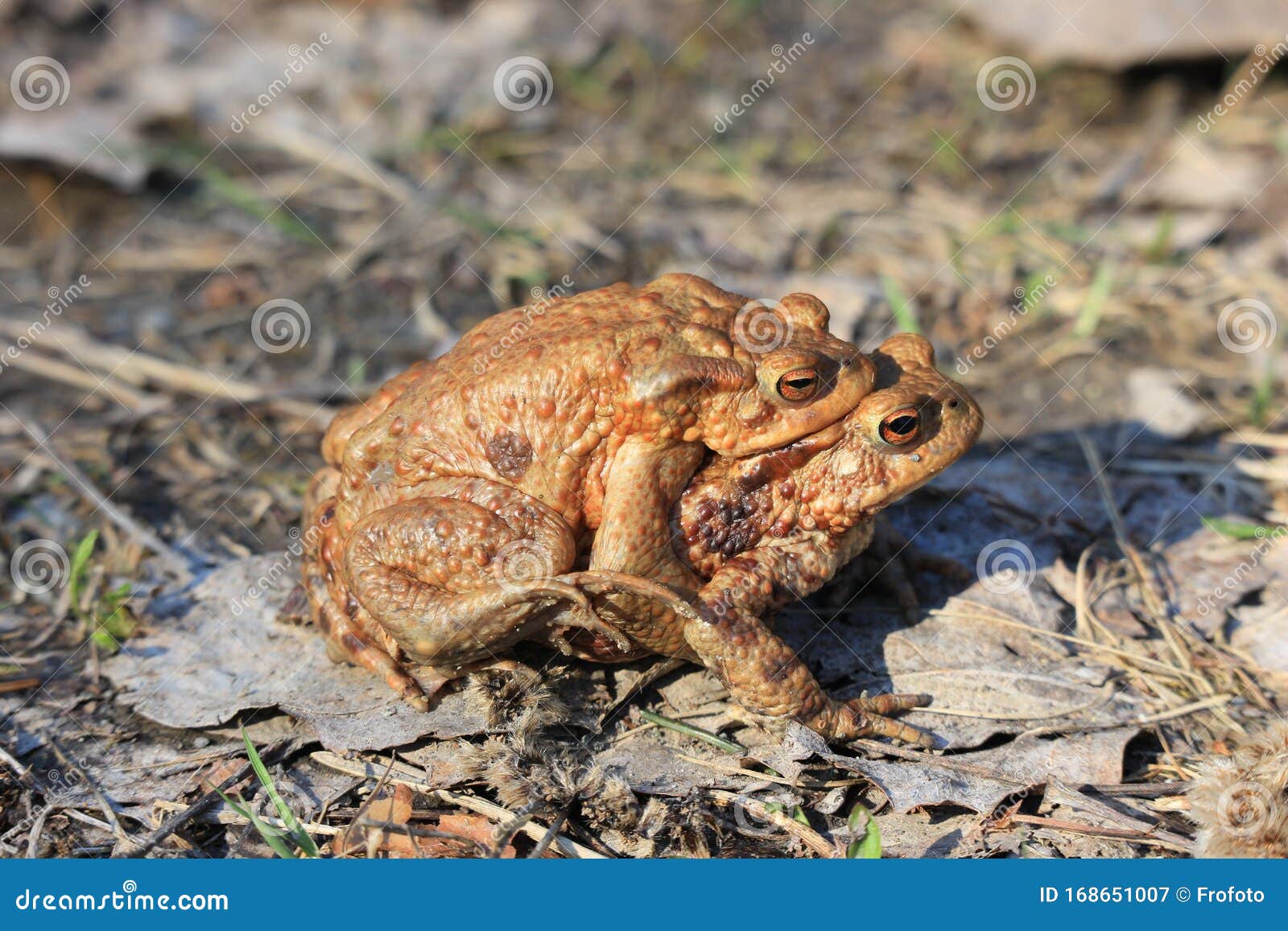 Two common toads stock image. Image of creature, common - 168651007