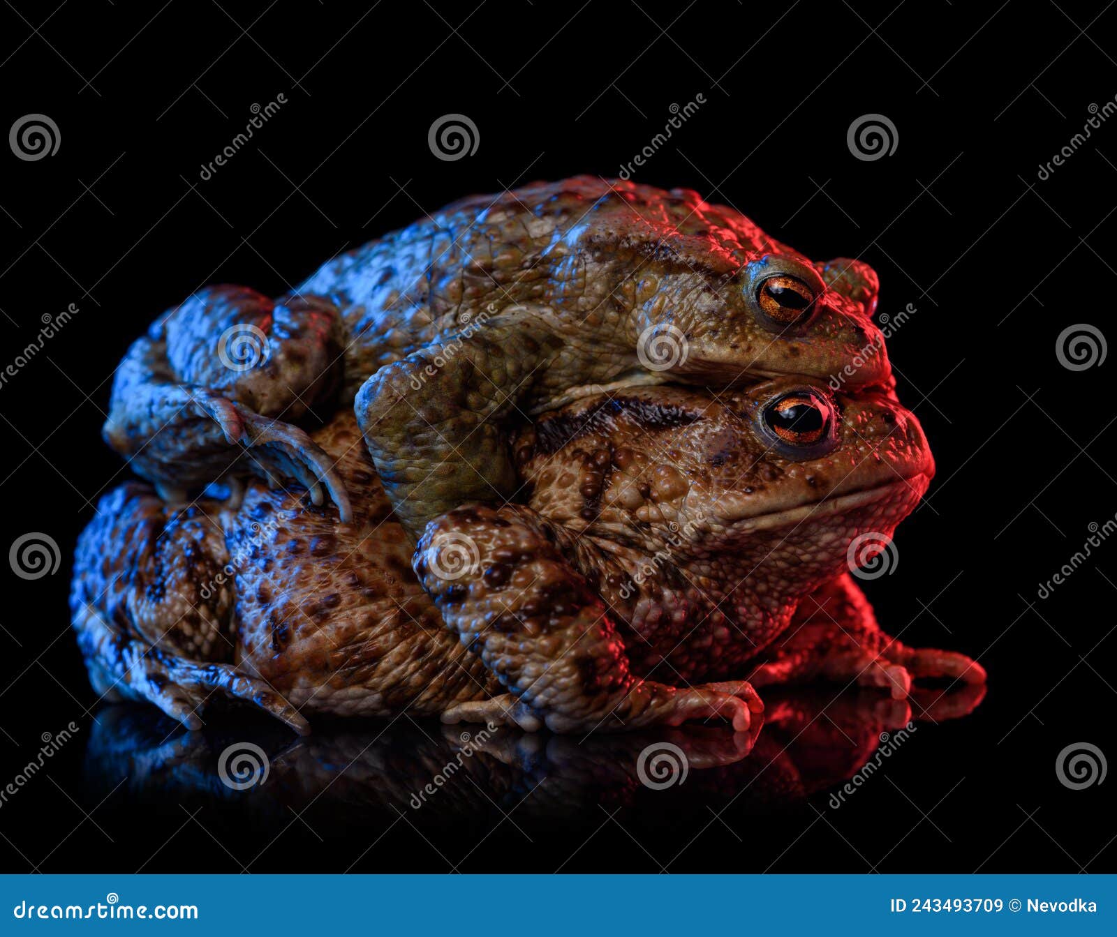 Two Common Toads Spring Mating, Red and Blue Neon Light, Isolated on ...